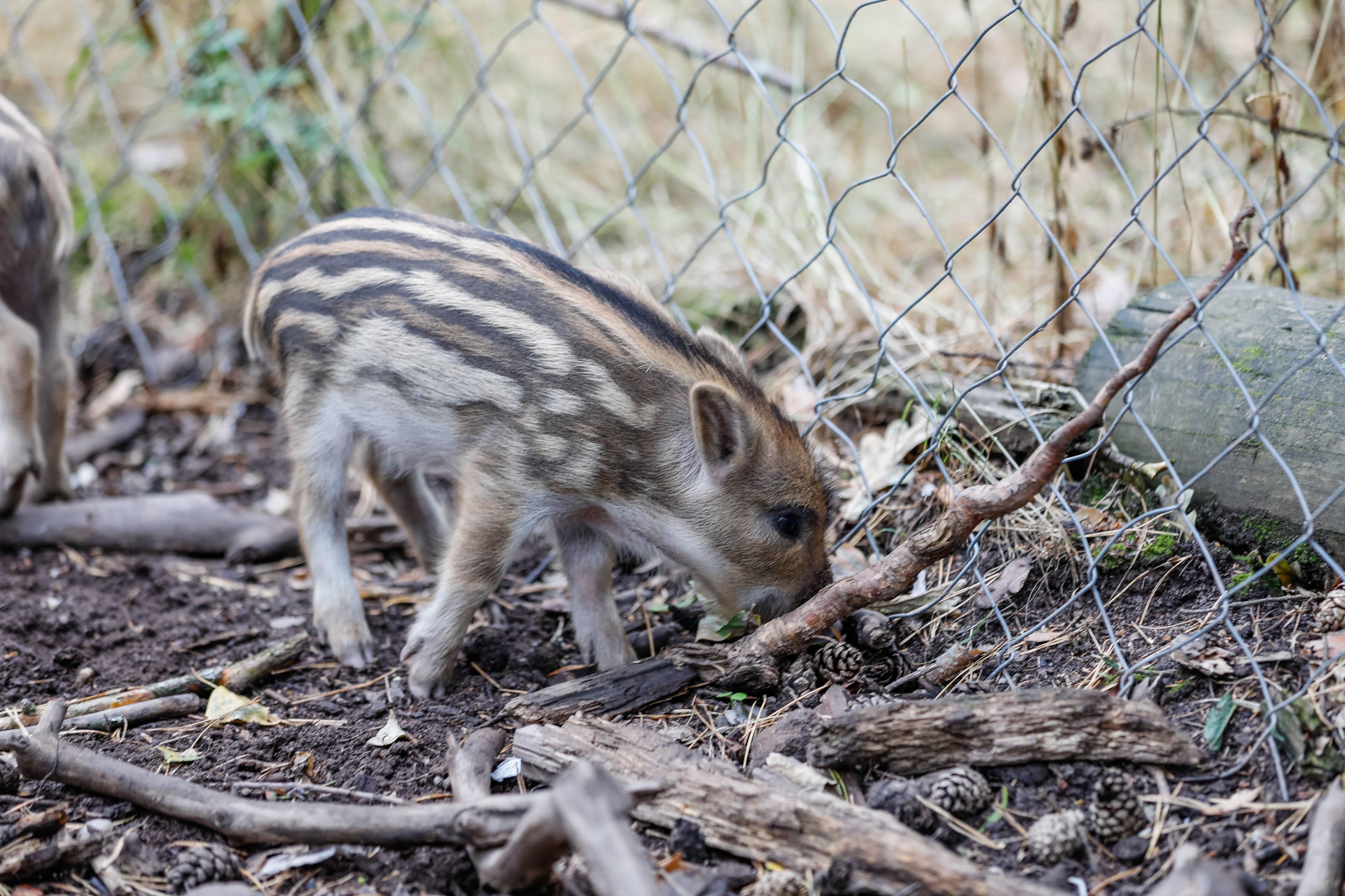 Immer wieder eine Wonne: Putziger Nachwuchs macht das Wildschweingehege ...