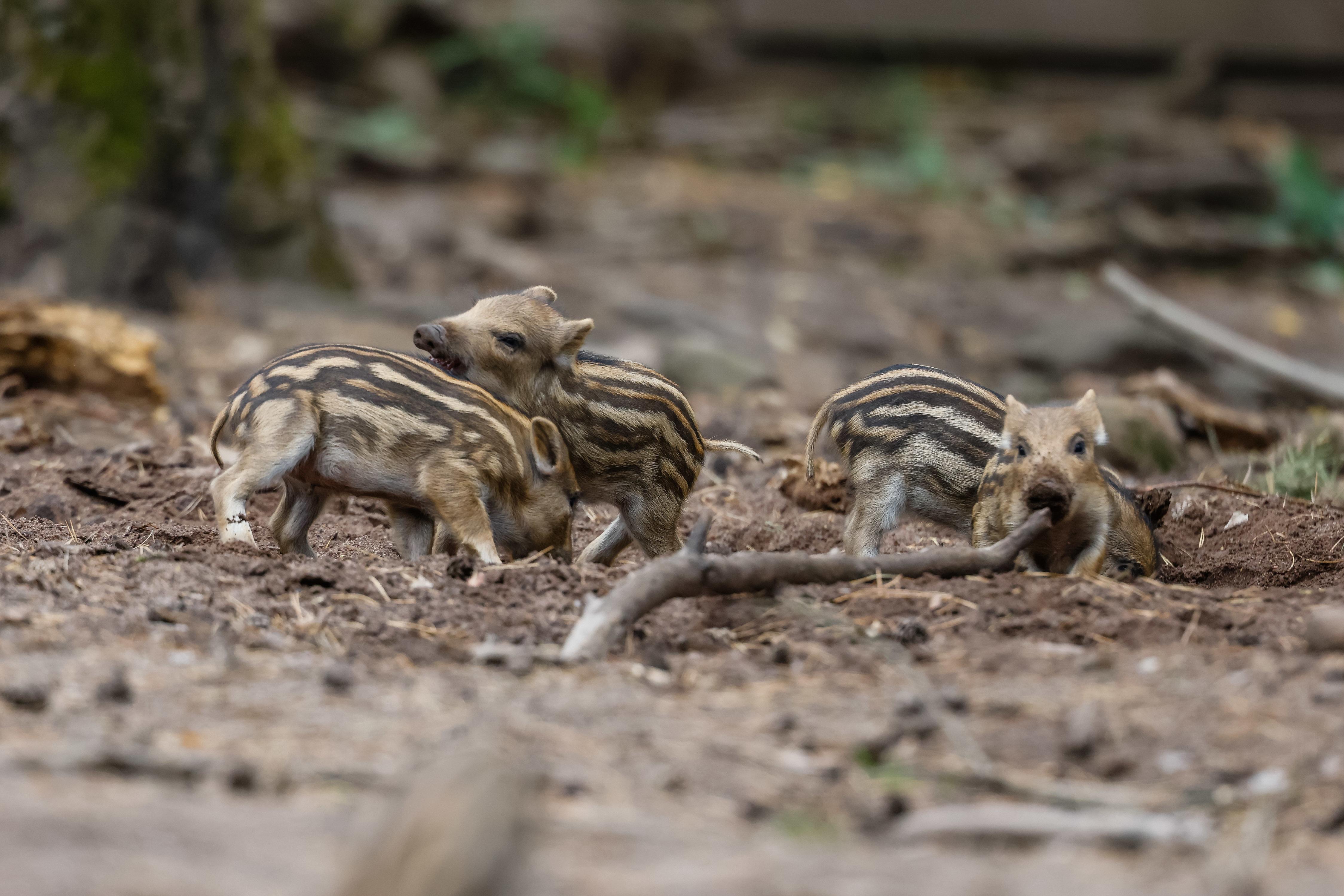 Immer wieder eine Wonne: Putziger Nachwuchs macht das Wildschweingehege ...