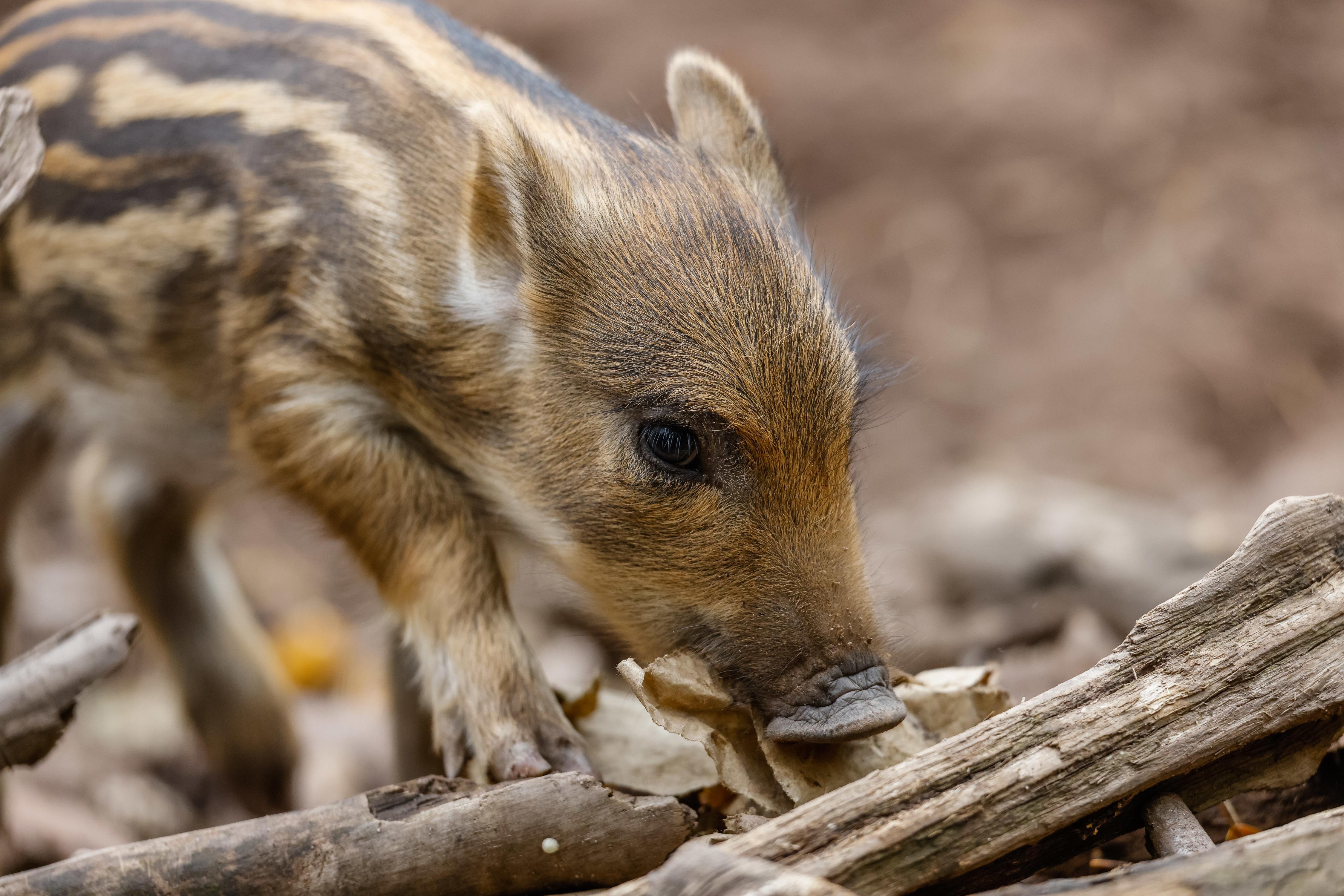 Immer wieder eine Wonne: Putziger Nachwuchs macht das Wildschweingehege ...