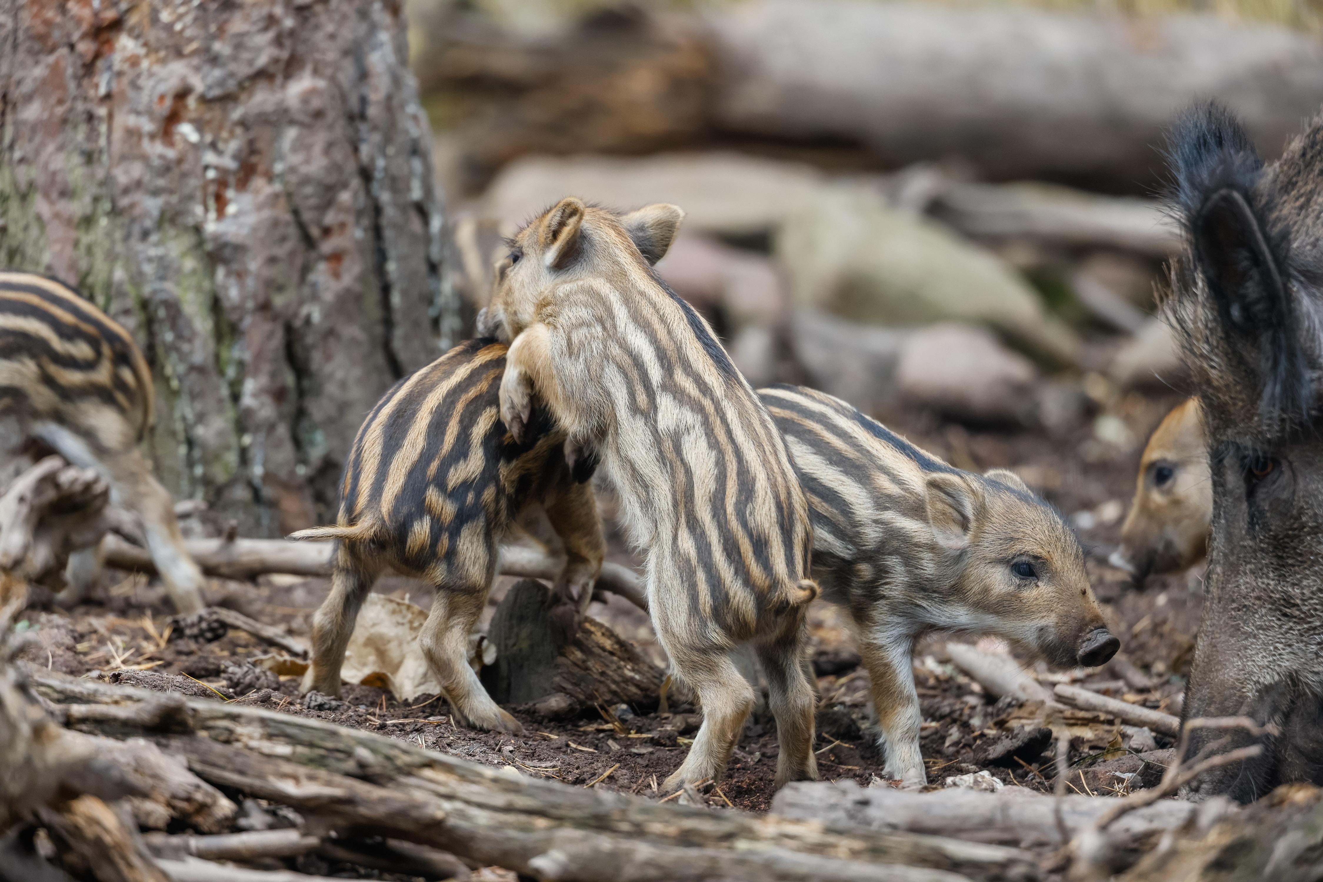 Immer wieder eine Wonne: Putziger Nachwuchs macht das Wildschweingehege ...