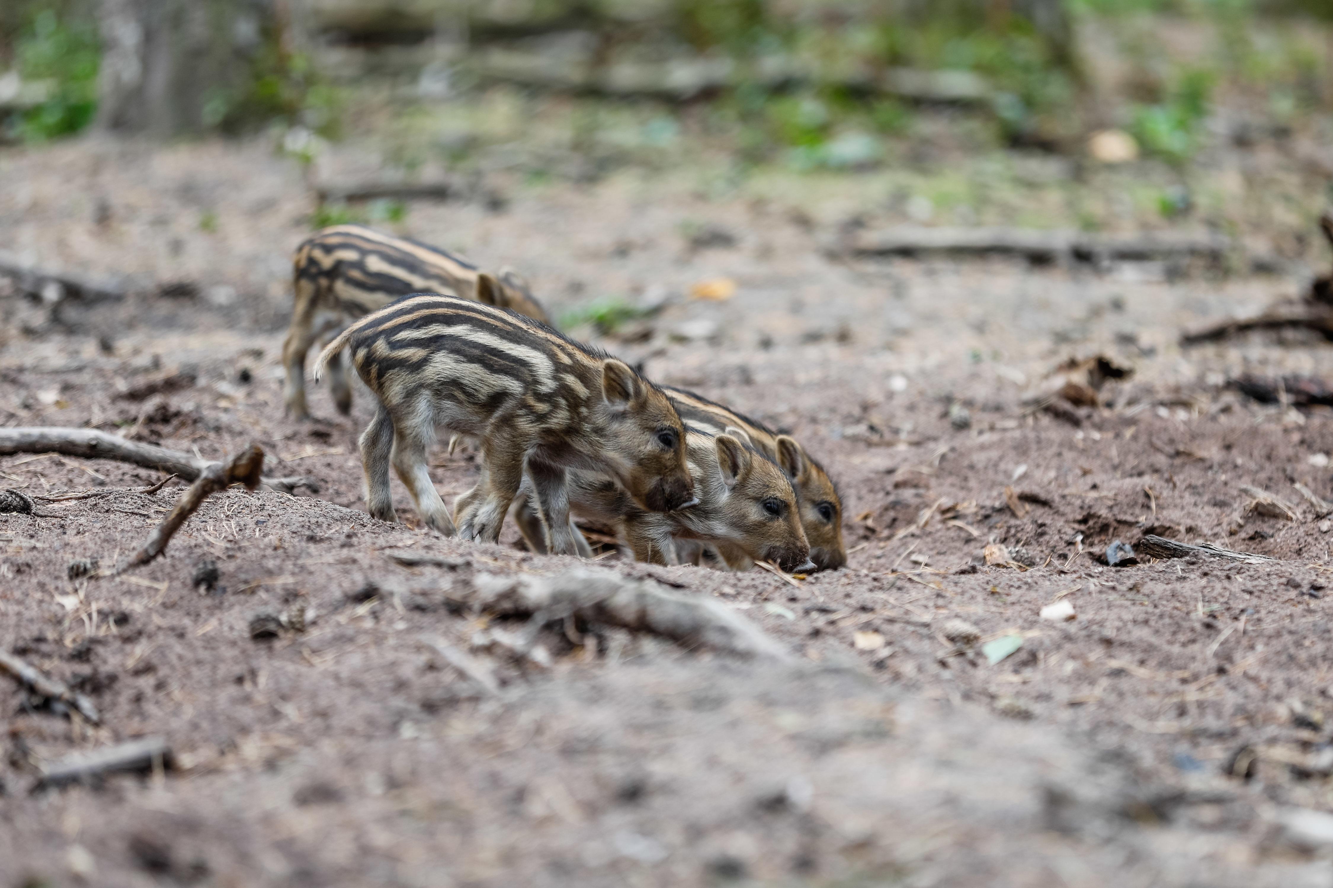 Immer wieder eine Wonne: Putziger Nachwuchs macht das Wildschweingehege ...