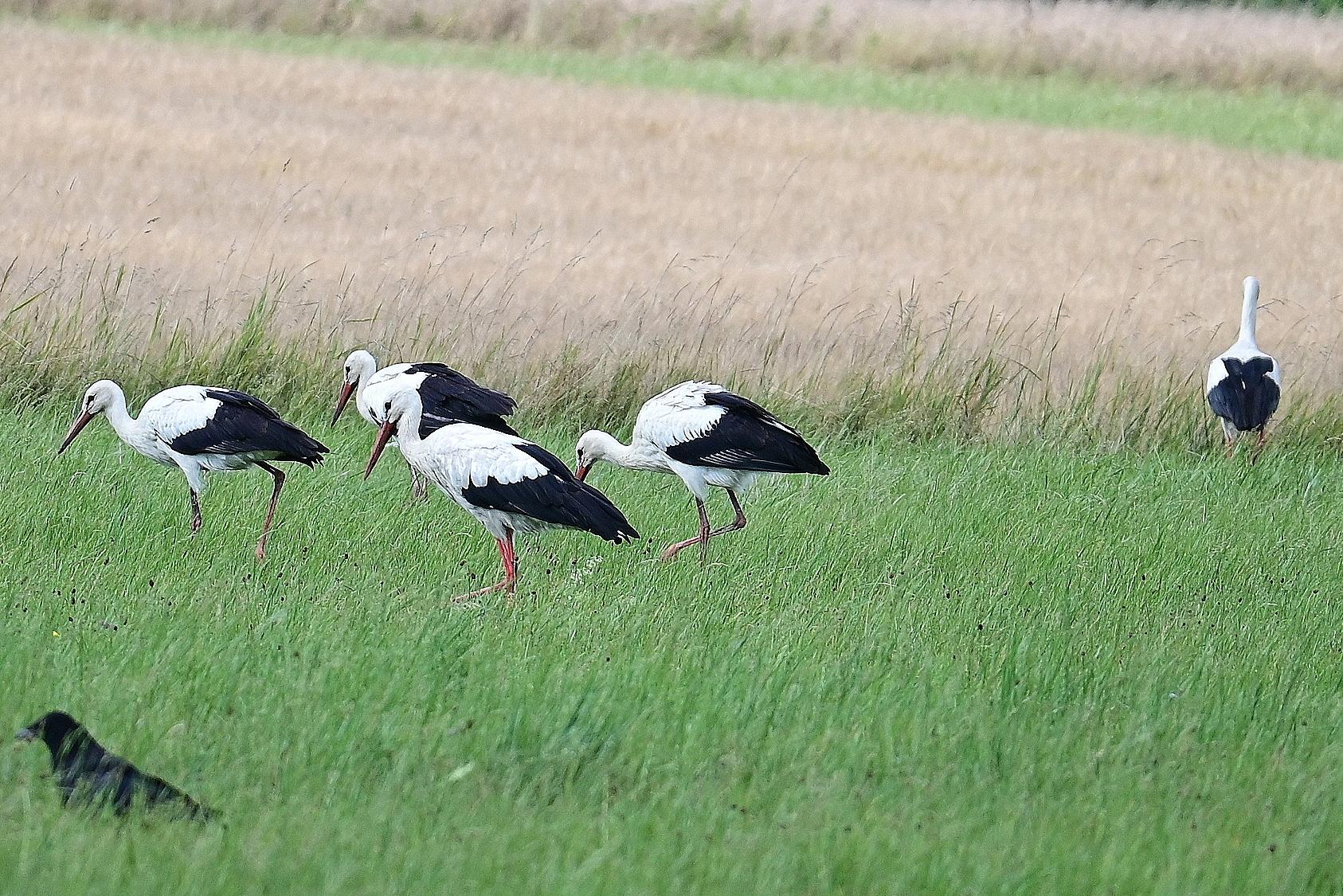 Drei von fünf Küken überlebten: So erging es der Neuhauser ...
