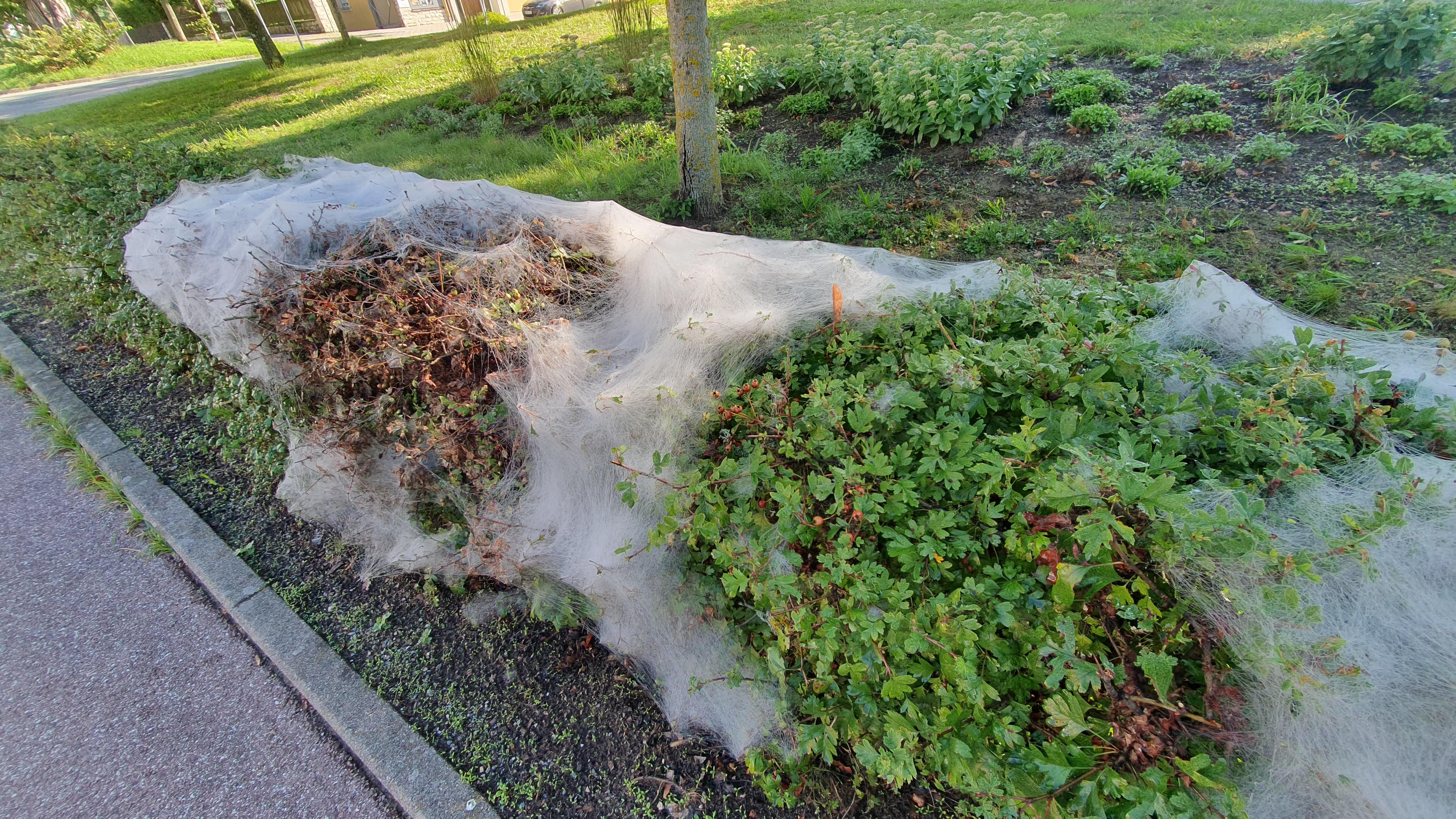 Silberweißes Gespinst: Hunderte Mottenlarven wohnen in Hecke in einer ...