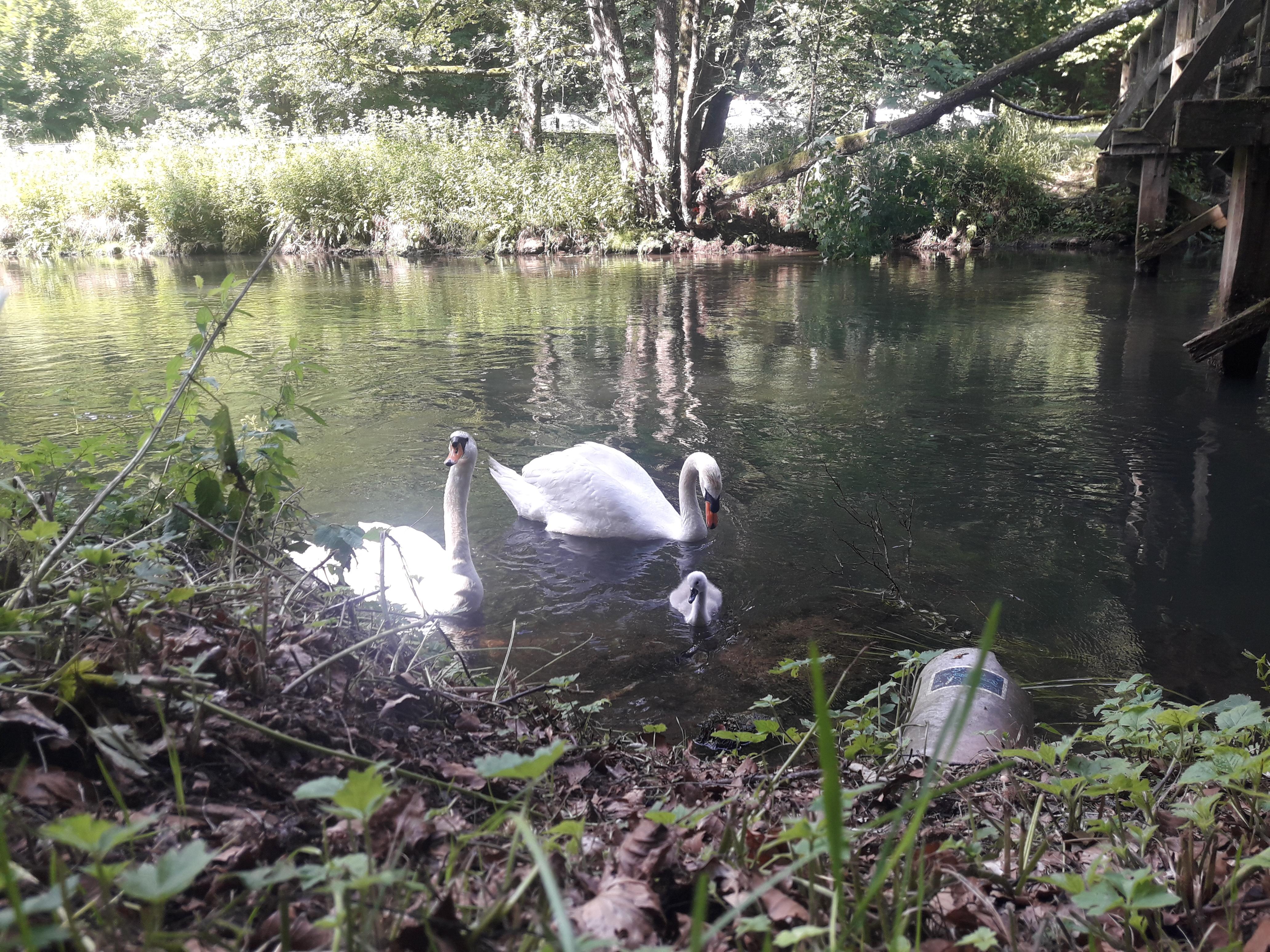 Der Hitzetipp: Wandern entlang der Pegnitz nach Lungsdorf
