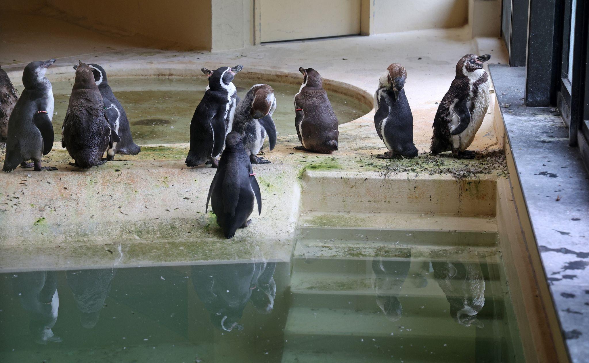Pathologiebericht bestätigt: Pinguin von Raubtier getötet