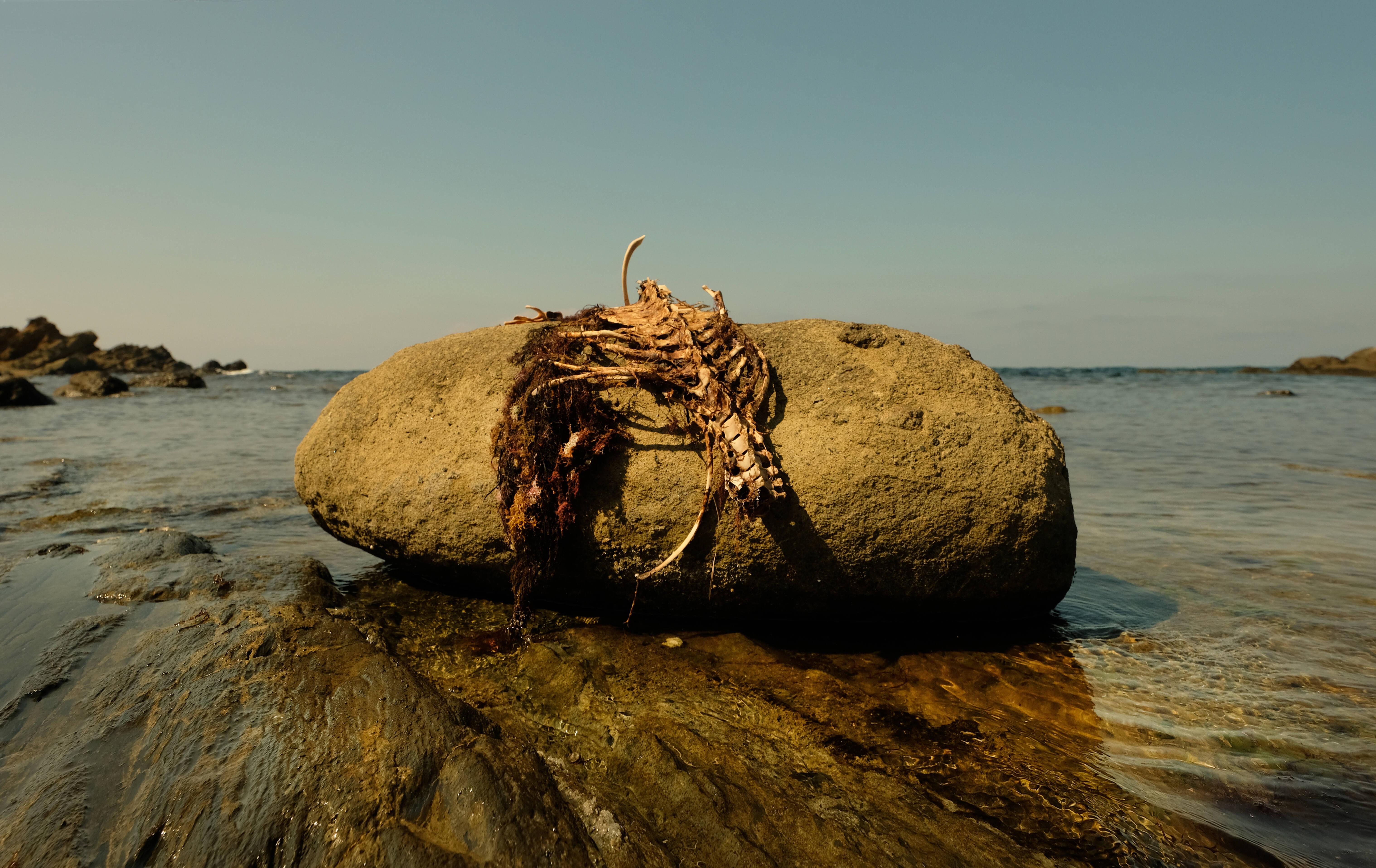 Schauriger Fund am Strand von St. Peter-Ording: Riesenskelett von ...