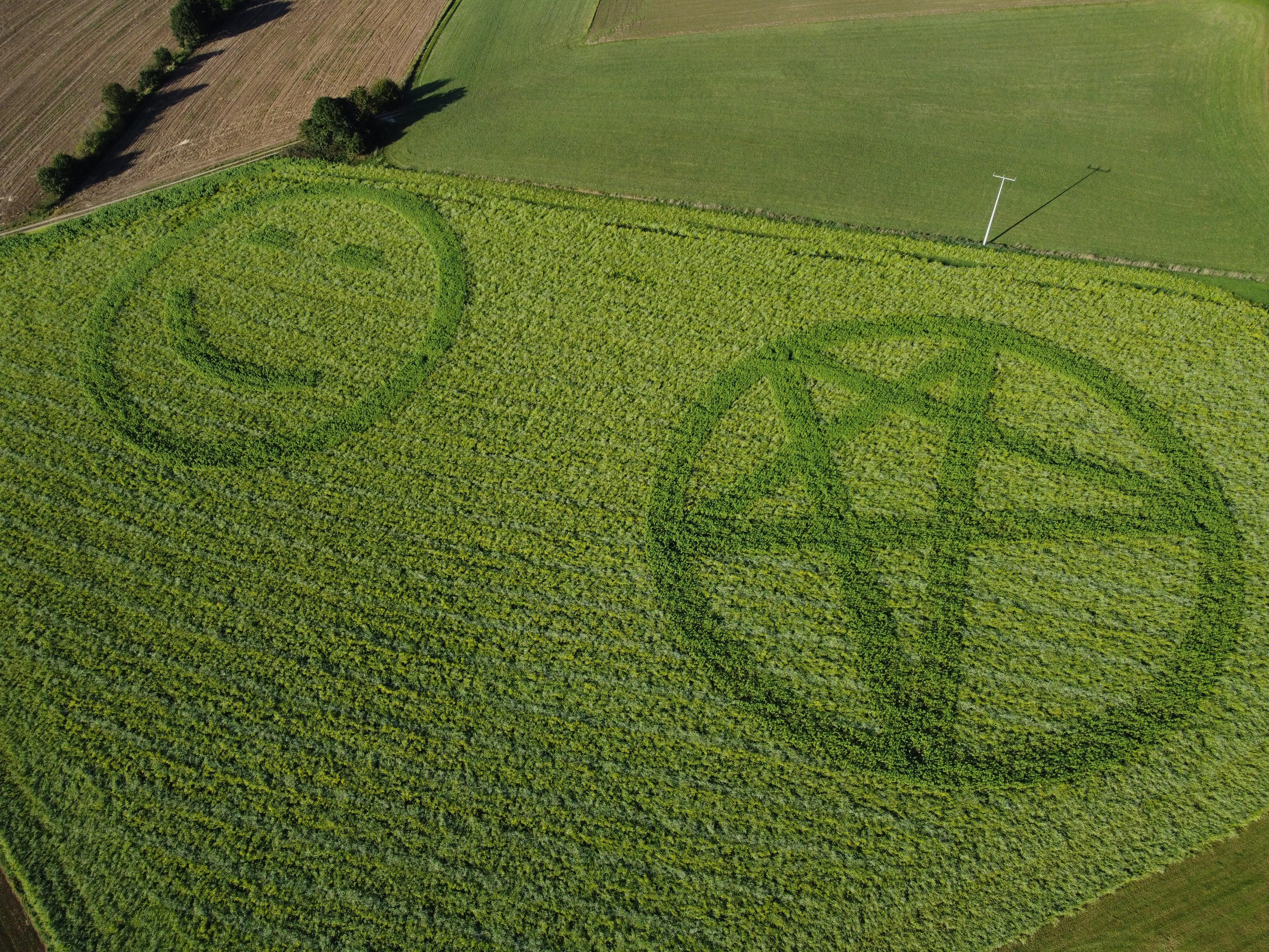 Kunst auf dem Feld - Landwirt aus Rimbach verzückt mit Motiven in Übergröße