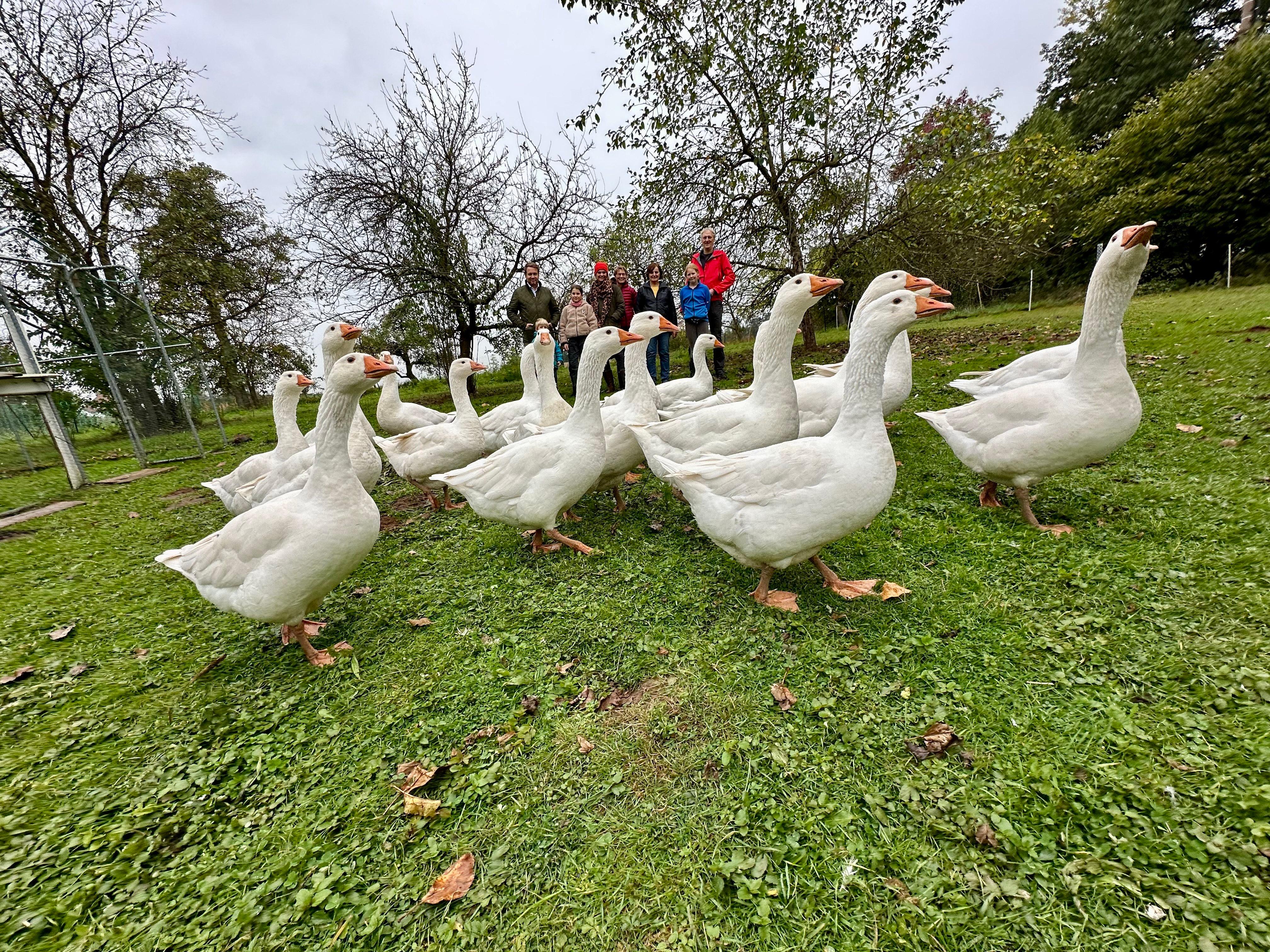 Martinsgans, so natürlich wie möglich: Das "Gänse-Kollektiv" von Spardorf