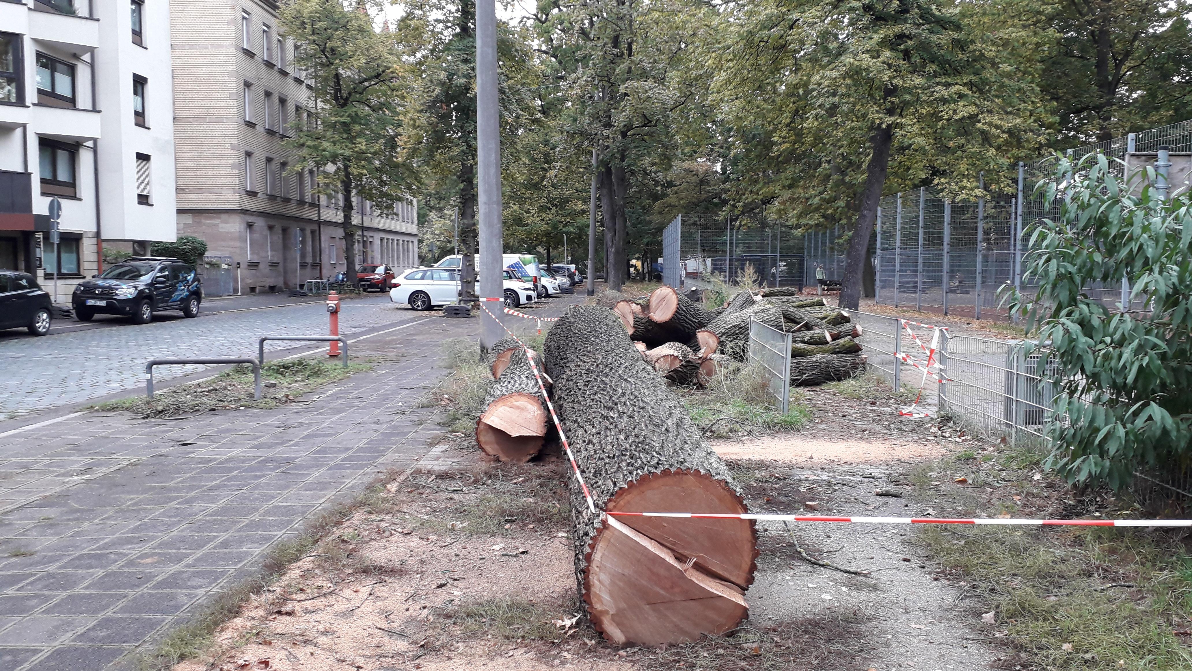 Anwohner in Nürnberg sind empört: Darum mussten diese Baumriesen fallen