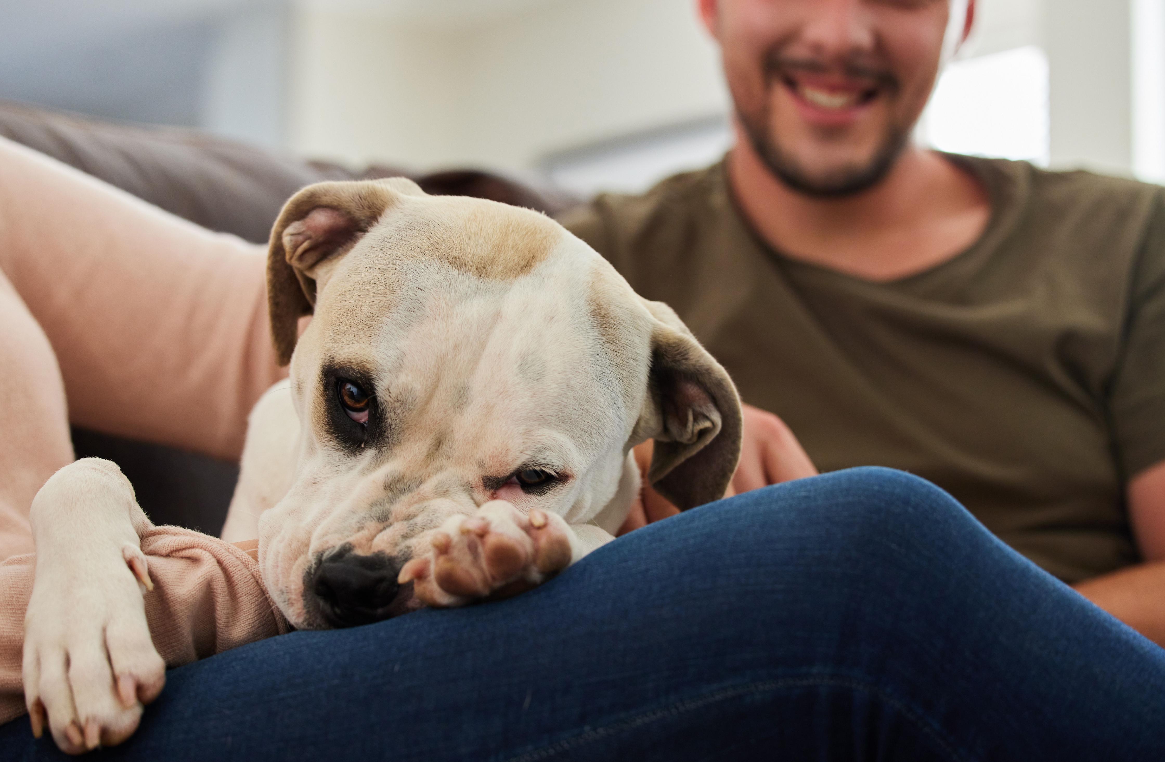 Begriff "Kampfhund": Warum das umgangssprachlich ist