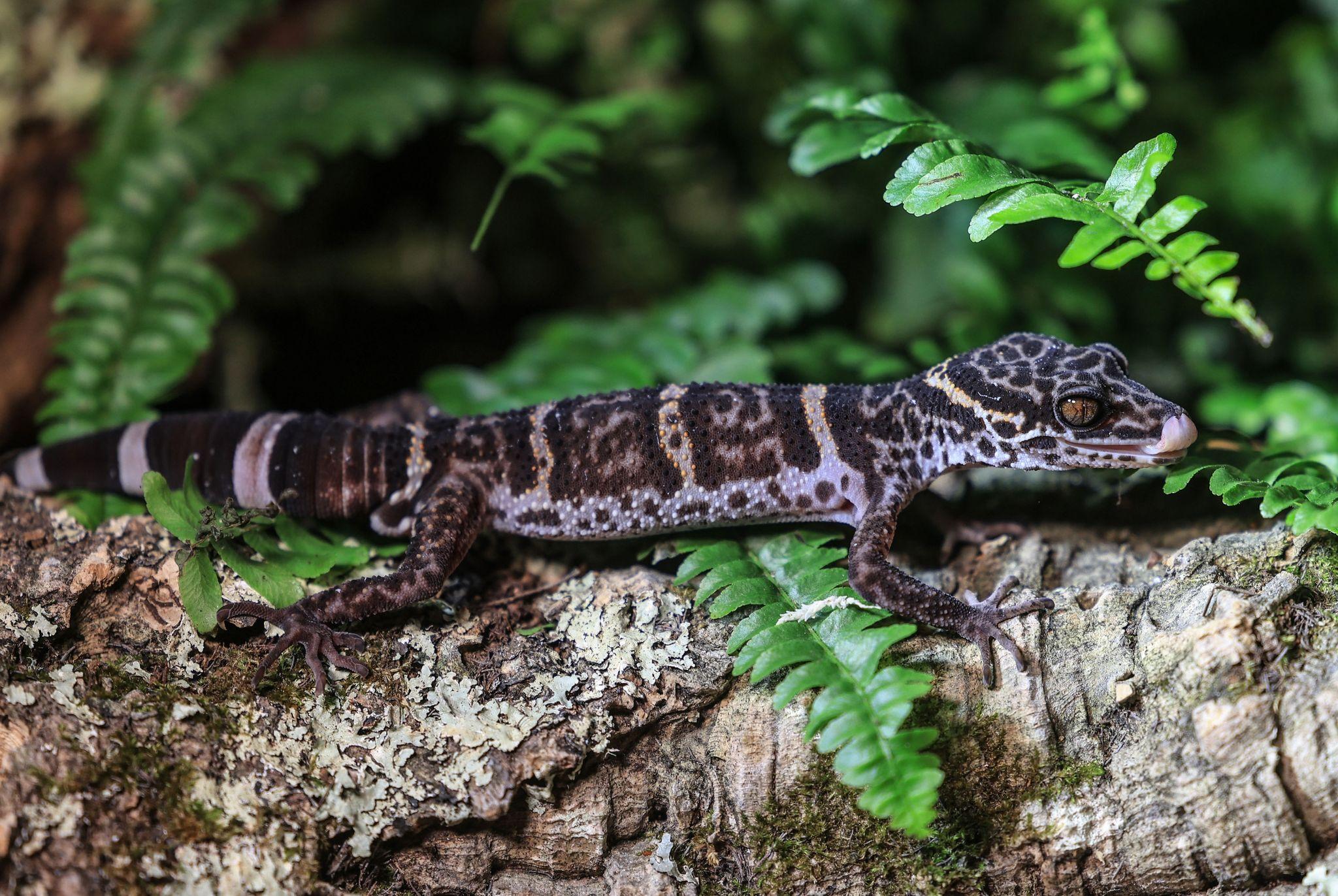 Der Gecko ist das Zootier des Jahres