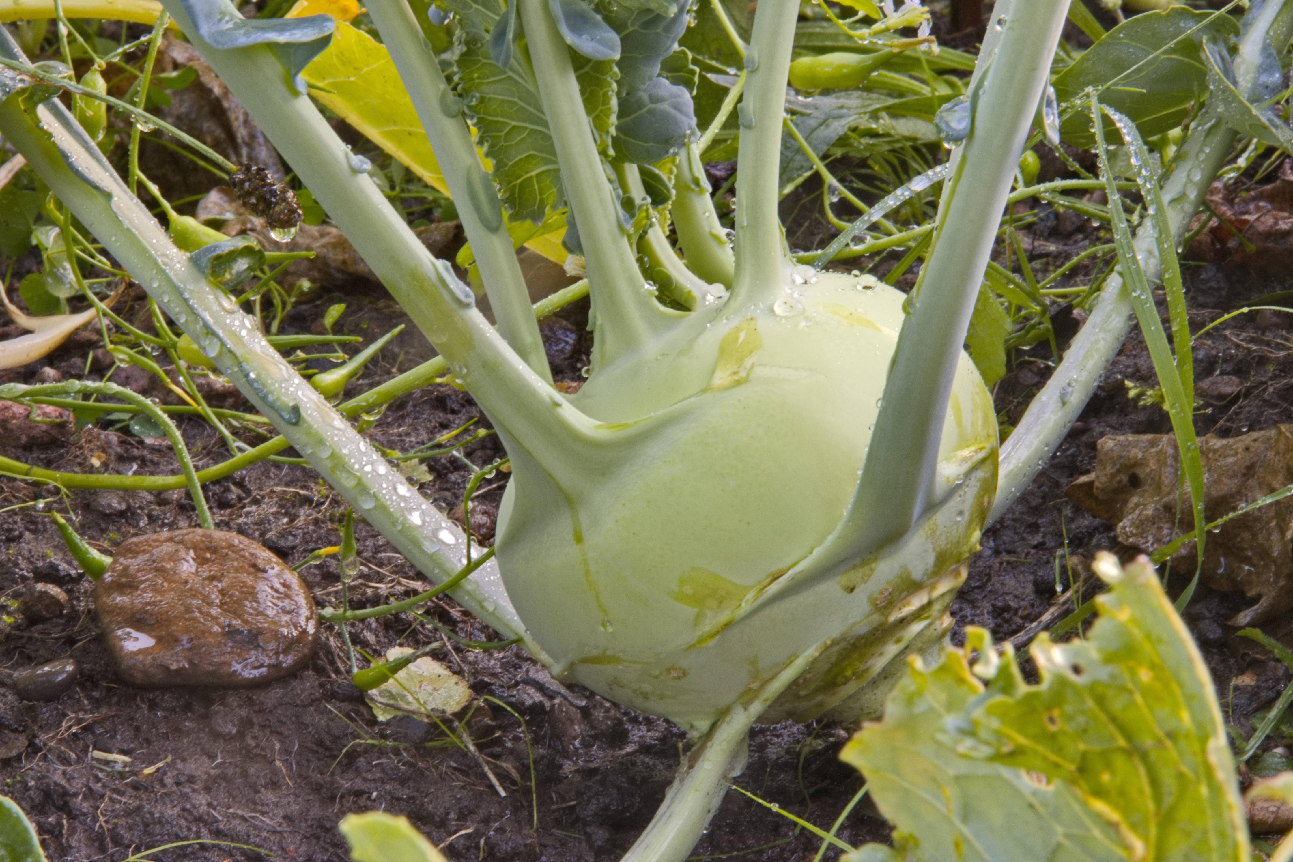 Verwunderlich Wann Pflanzt Man Kohlrabi Fotos