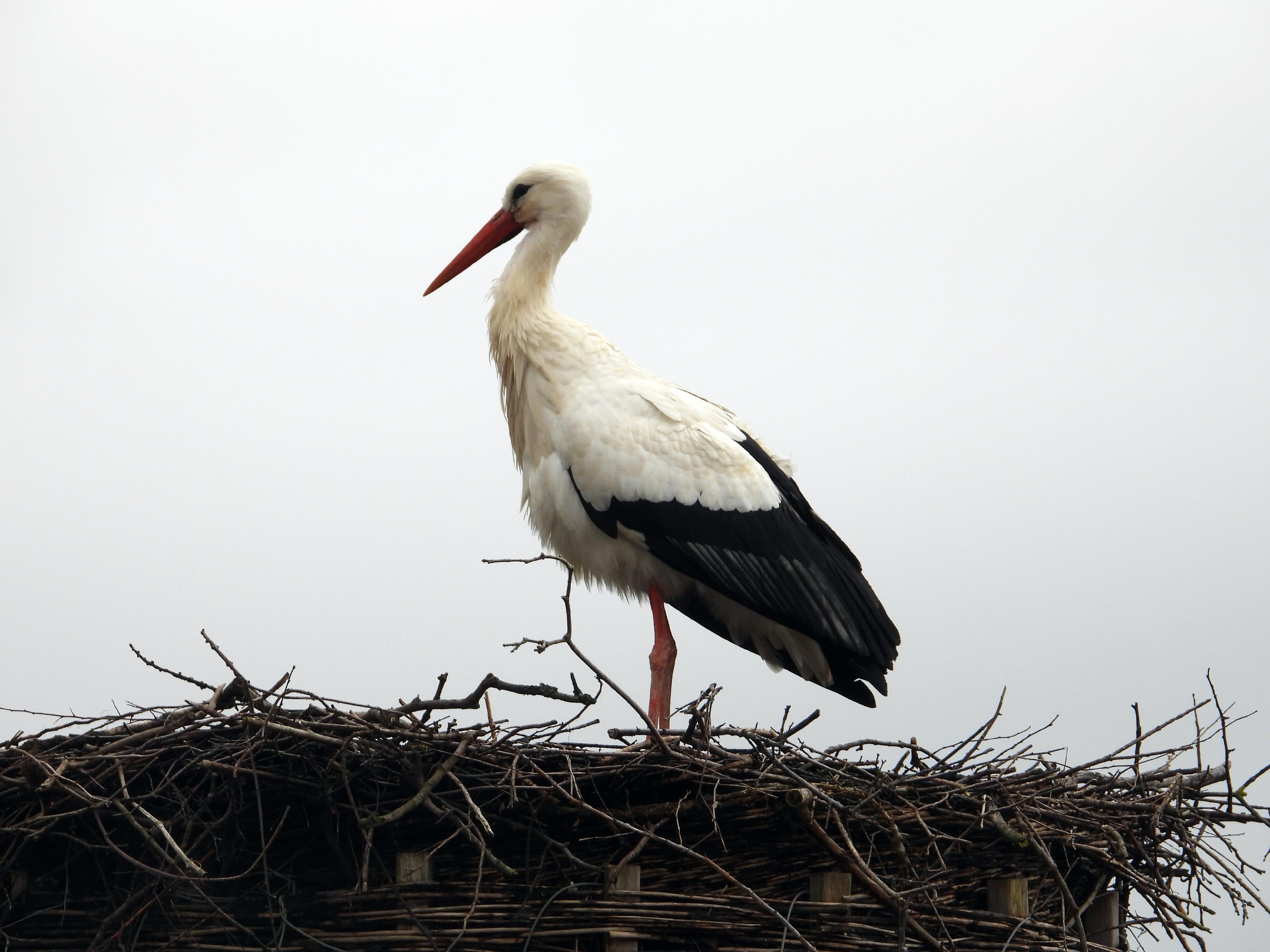 Früher als in den vergangenen Jahren: Erster Storch ist in Pegnitz angekommen