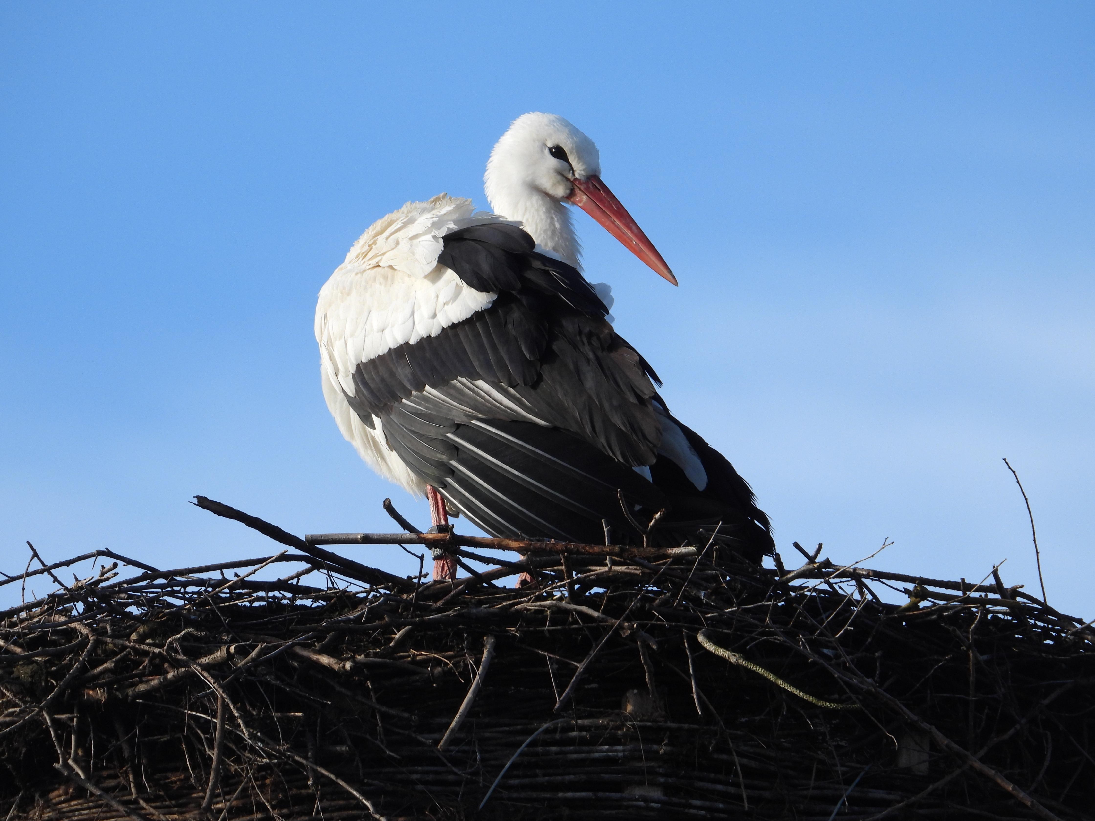 "Papa" Storch ist in Pegnitz gelandet