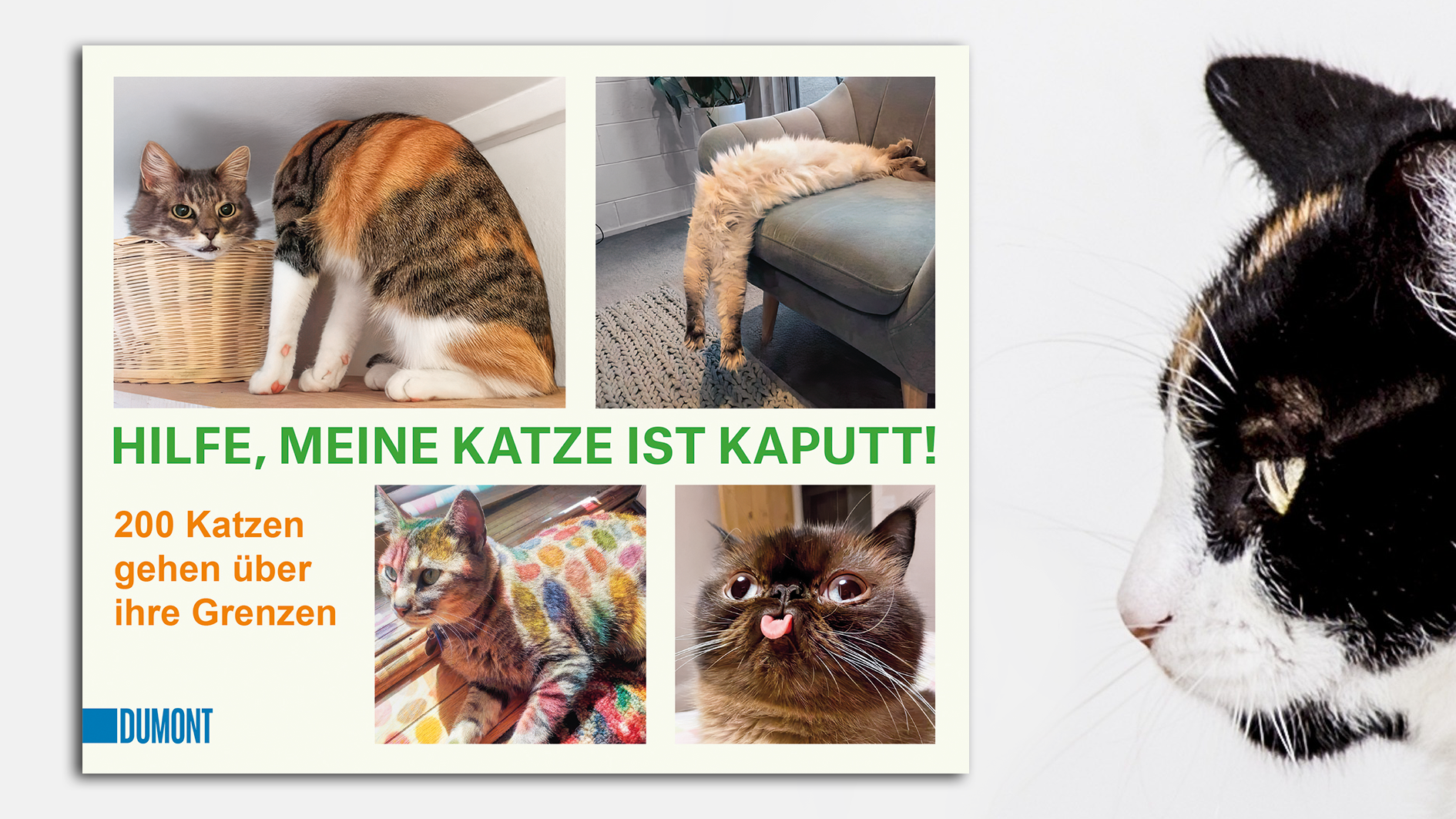 Doris Dörrie, Konrad Lorenz und krumme Katzen: Unsere Buchtipps für ...