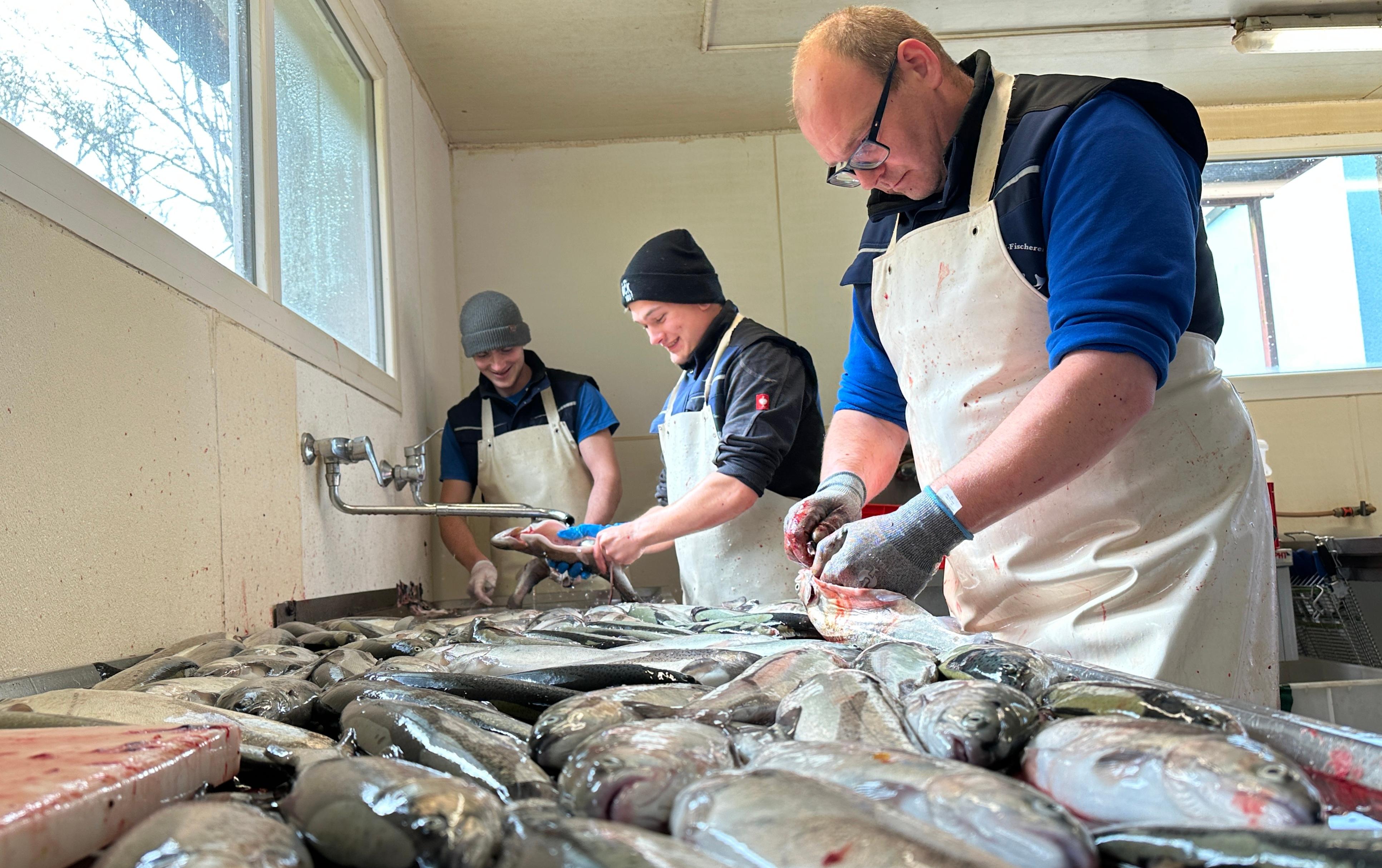 Frischer Fisch für Karfreitag: Ein Besuch bei der Erlengrundfischerei ...