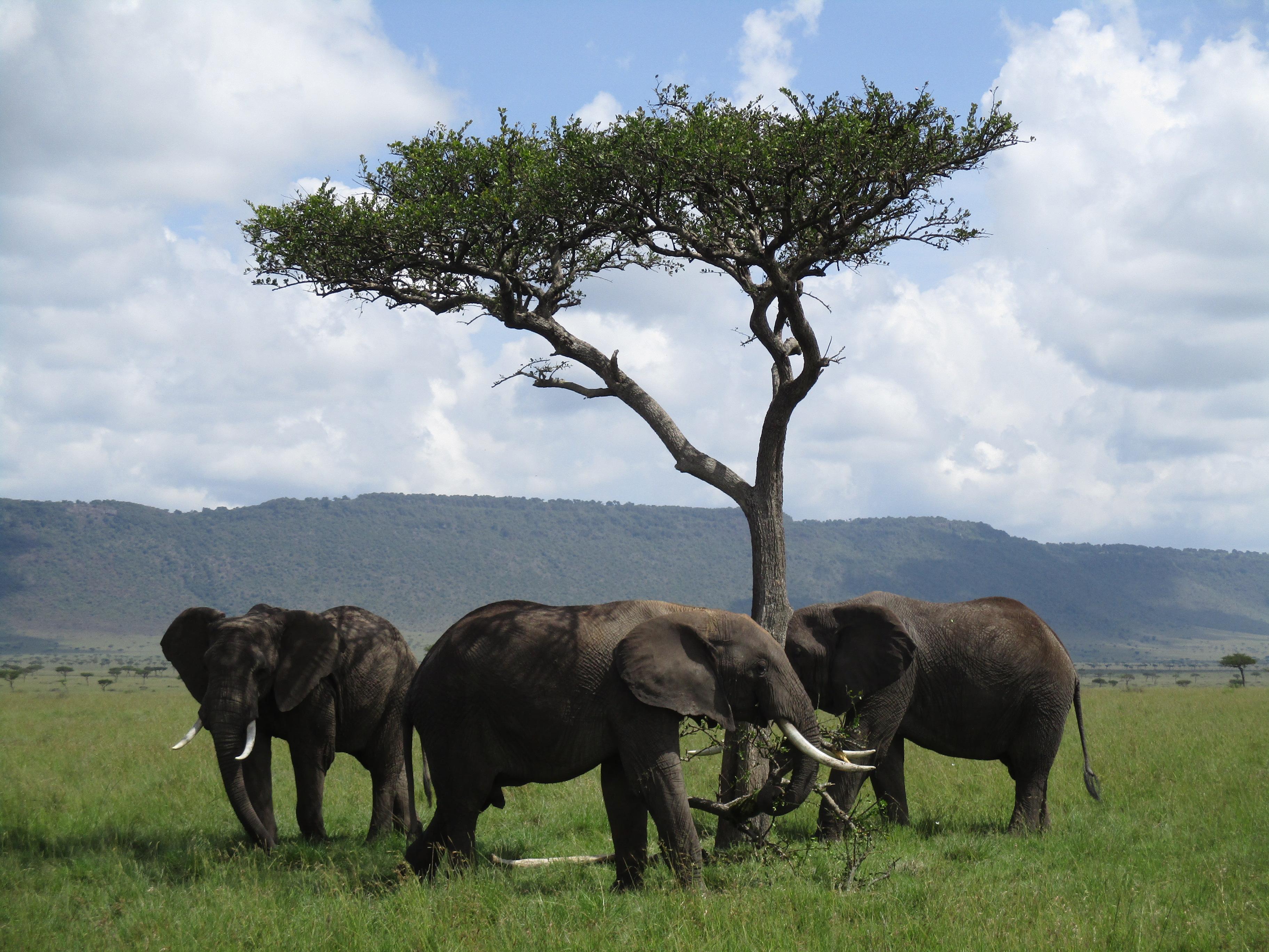 Streit zwischen Botswana und Deutschland: Hubert Aiwanger als Elefant ...
