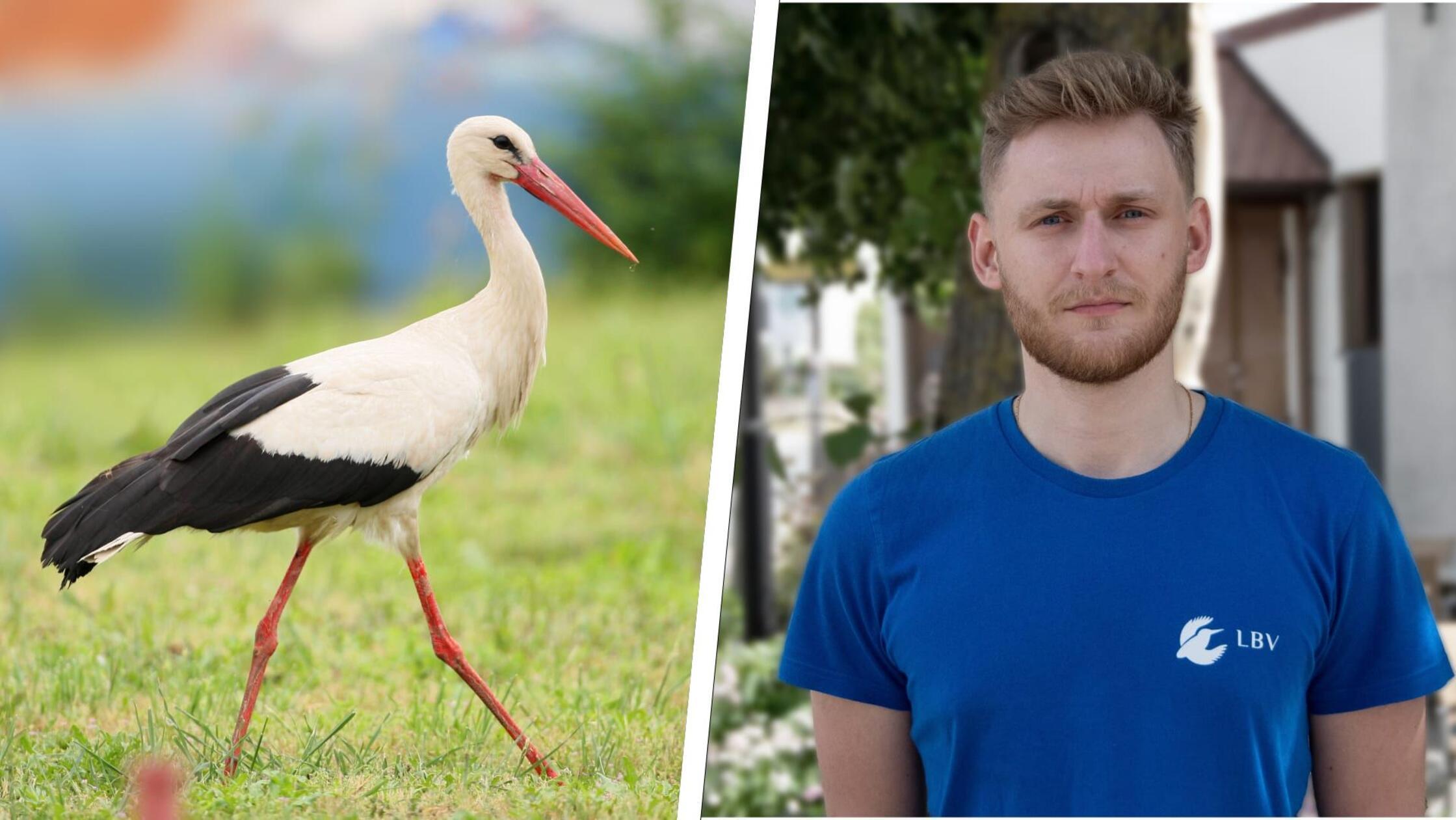 Wird der Storch in Weißenburg-Gunzenhausen zum Problemtier? LBV ...