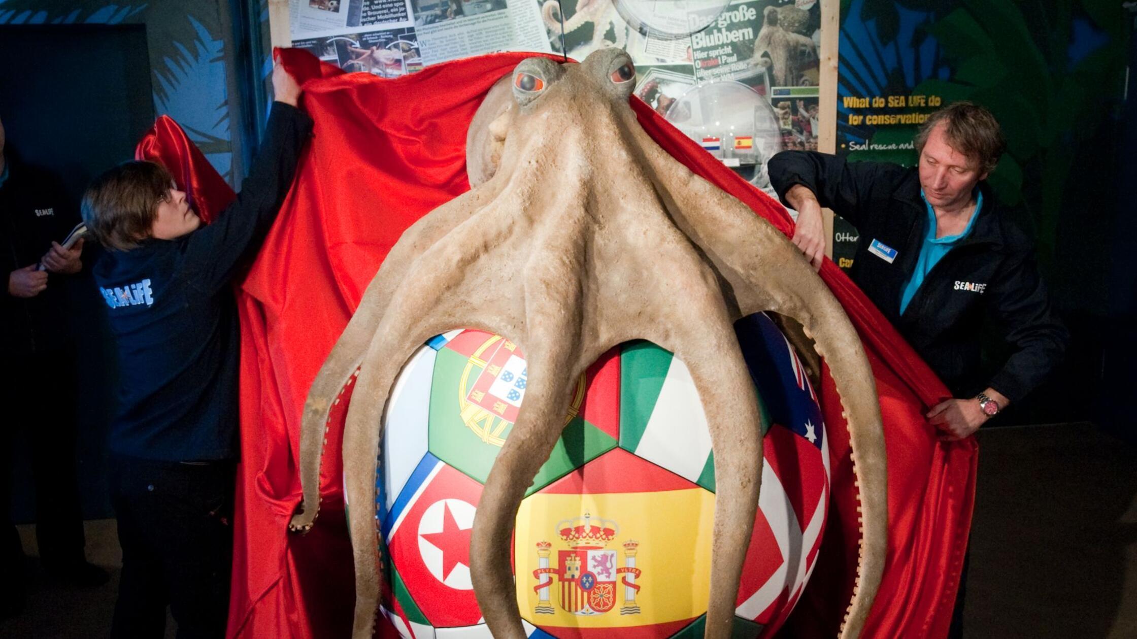 Berühmtes Orakel: Krake Paul auch Jahre nach Tod beliebt