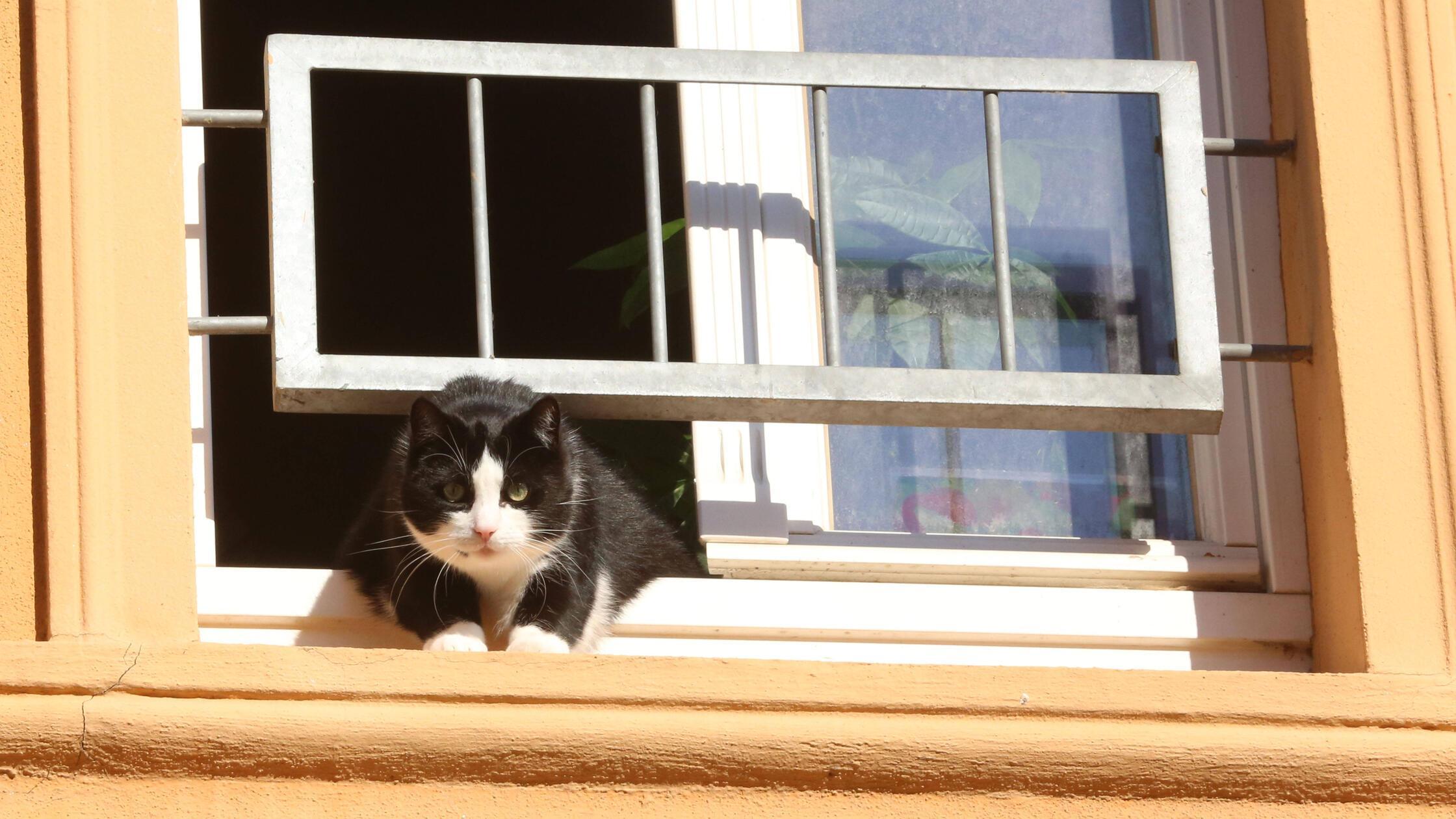 Landen Katzen wirklich immer sicher auf den Pfoten?