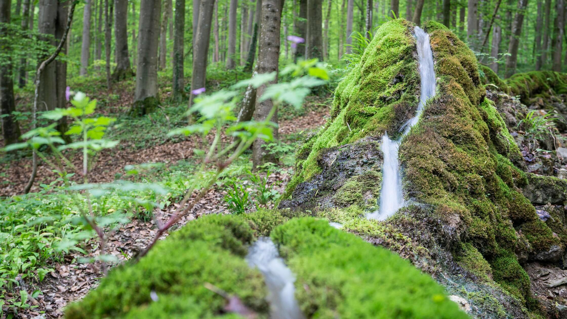 Steinerne Rinnen: Eine Expertin erklärt das Phänomen der „wachsenden ...