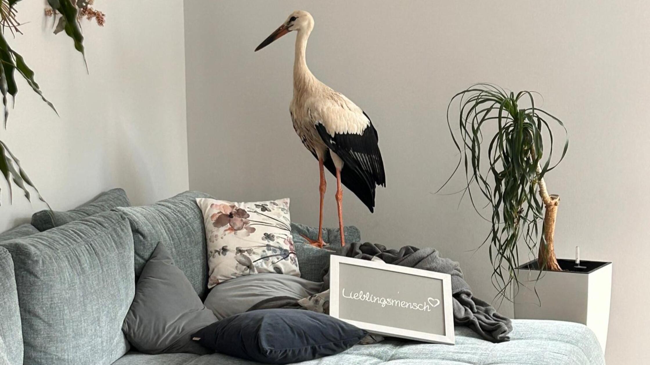 Wer steht denn da auf dem Sofa? Storch im Wohnzimmer sorgt für kuriosen Einsatz in Herzogenaurach