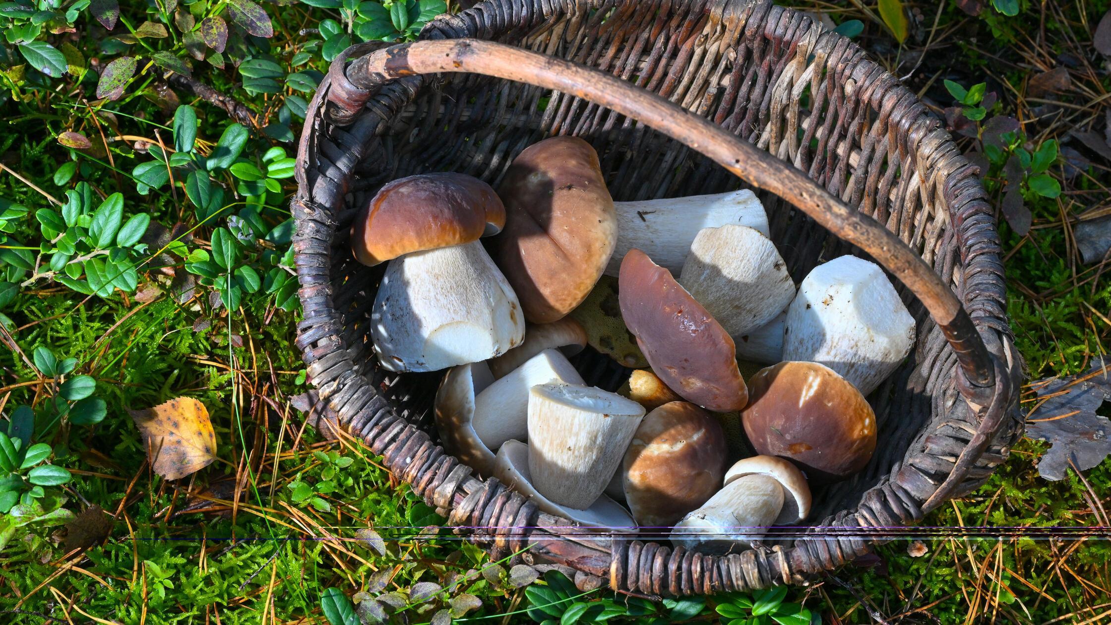 Pilze ohne Ende? Regenreicher Sommer stellt reiche Ernte in Aussicht
