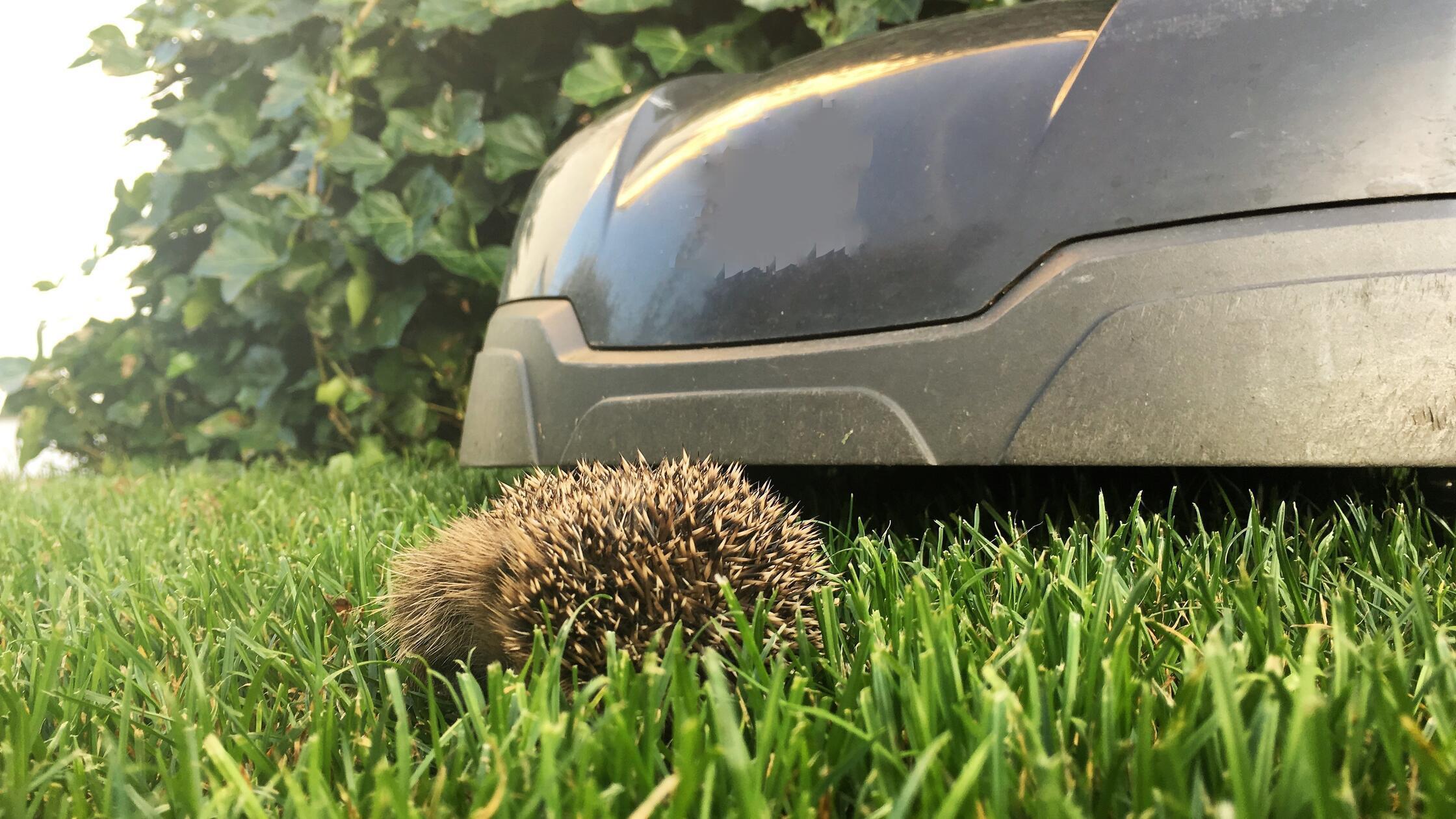 Igel in Gefahr: Darum brauchen die Stacheltiere wildere Gärten und ...