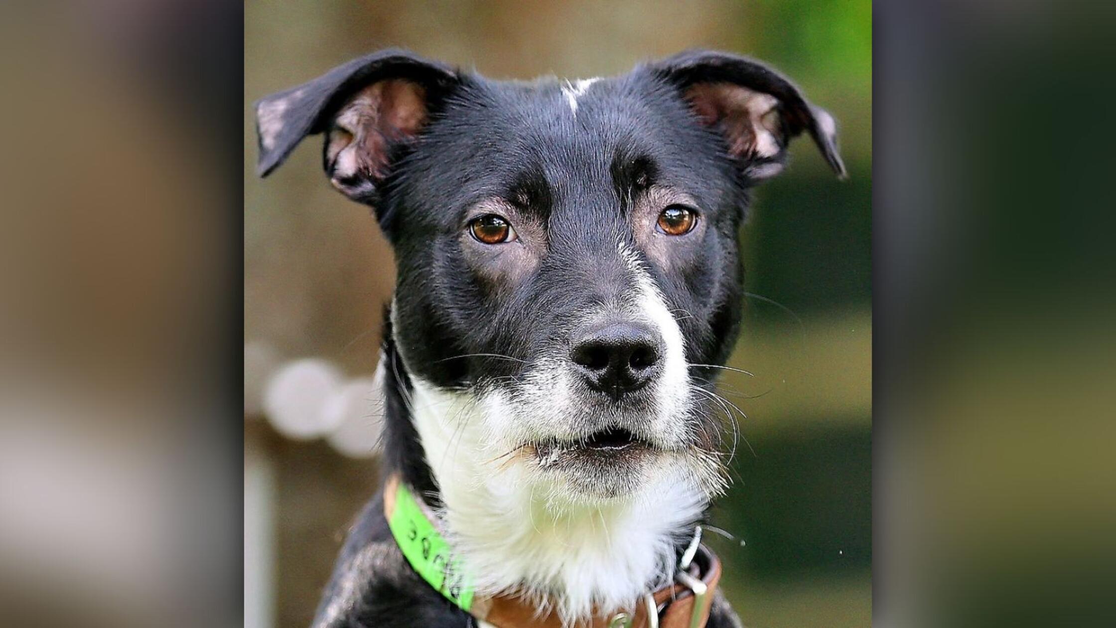 Gibt es 2025 noch ein Happy End? Diese Tiere aus dem Nürnberger Land ...