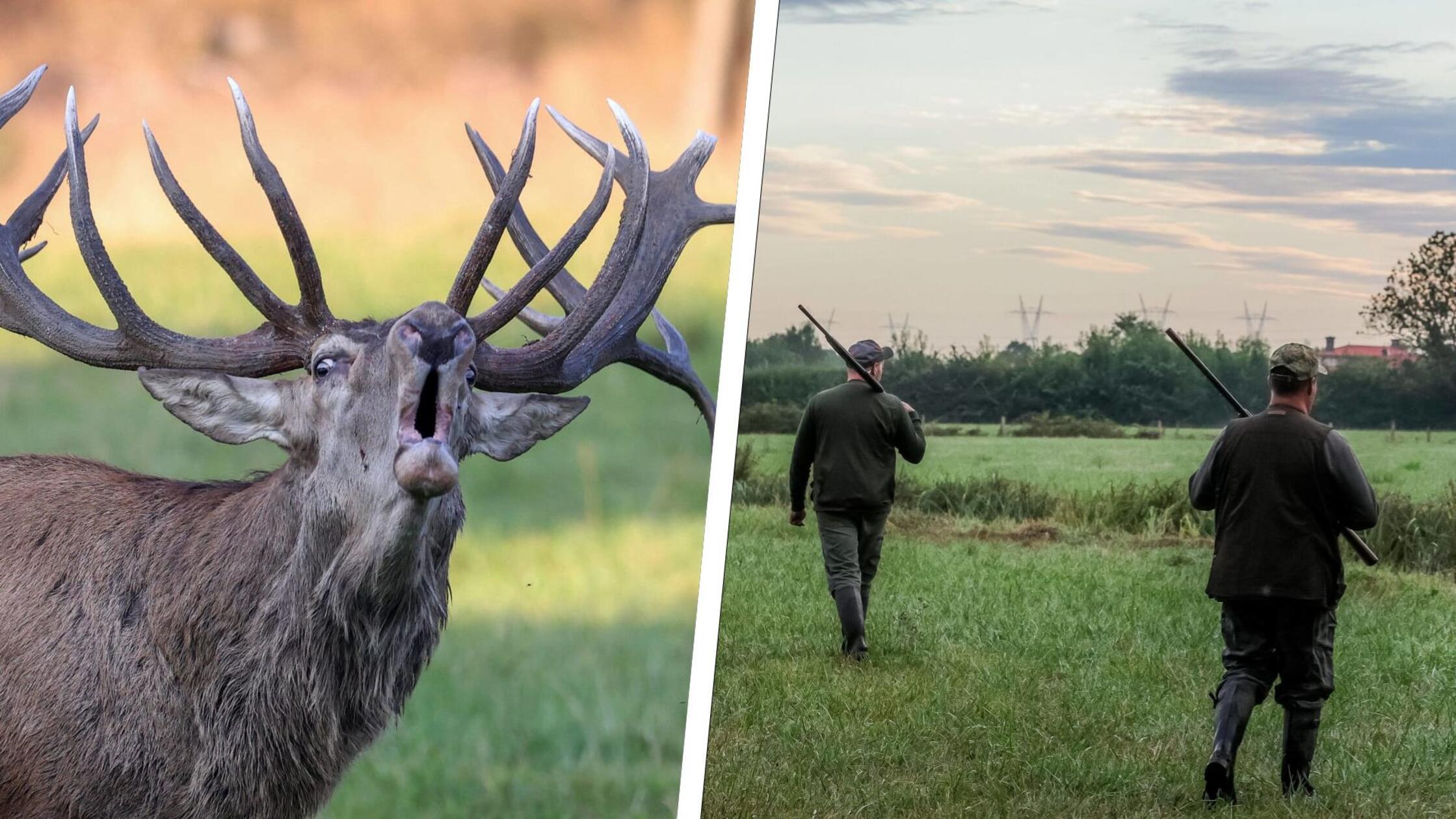Wilderei: Hirsch in bayerischem Wald enthauptet aufgefunden