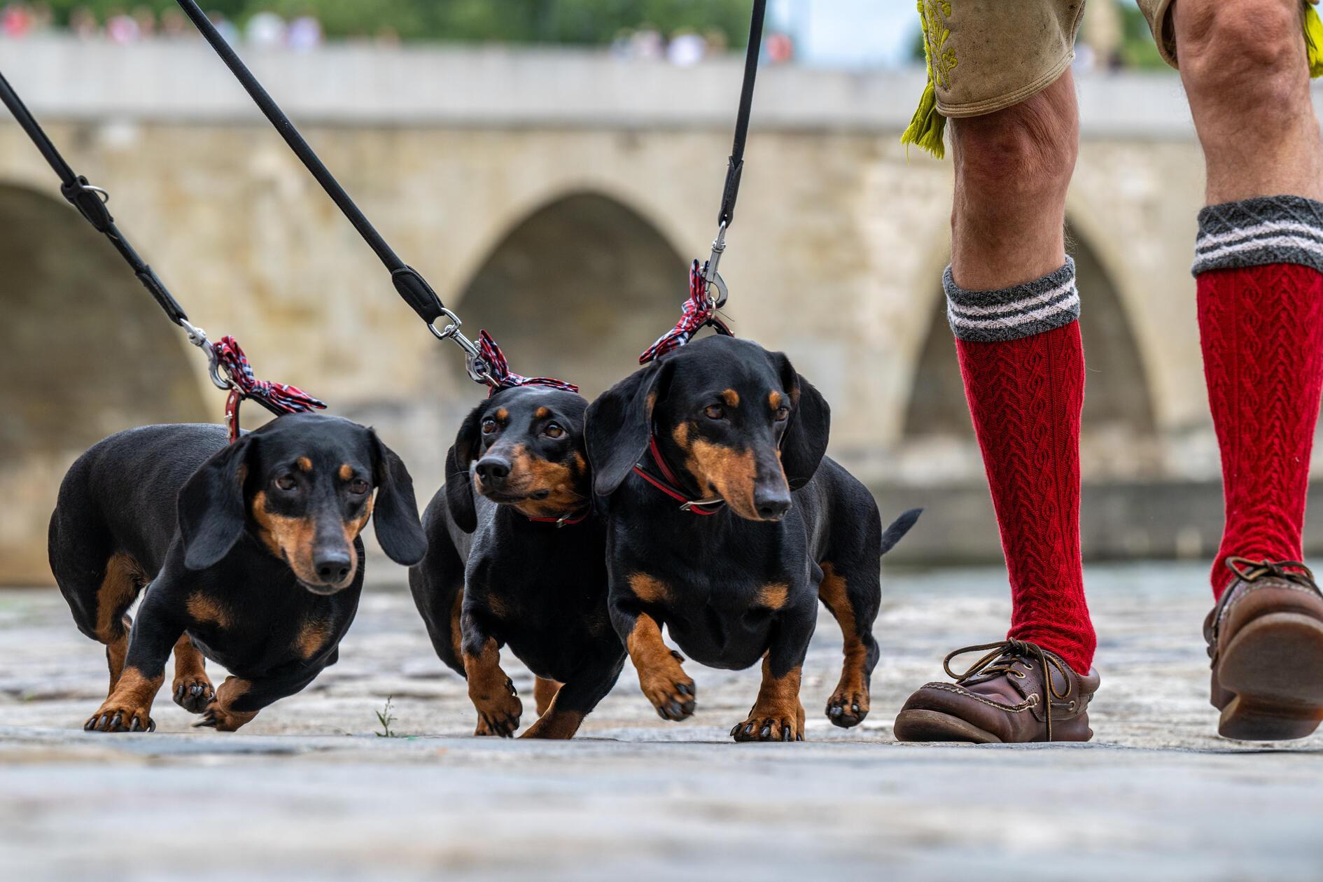 Rekord! Fast 1.200 Tiere: Größte Dackel-Parade der Welt in Regensburg