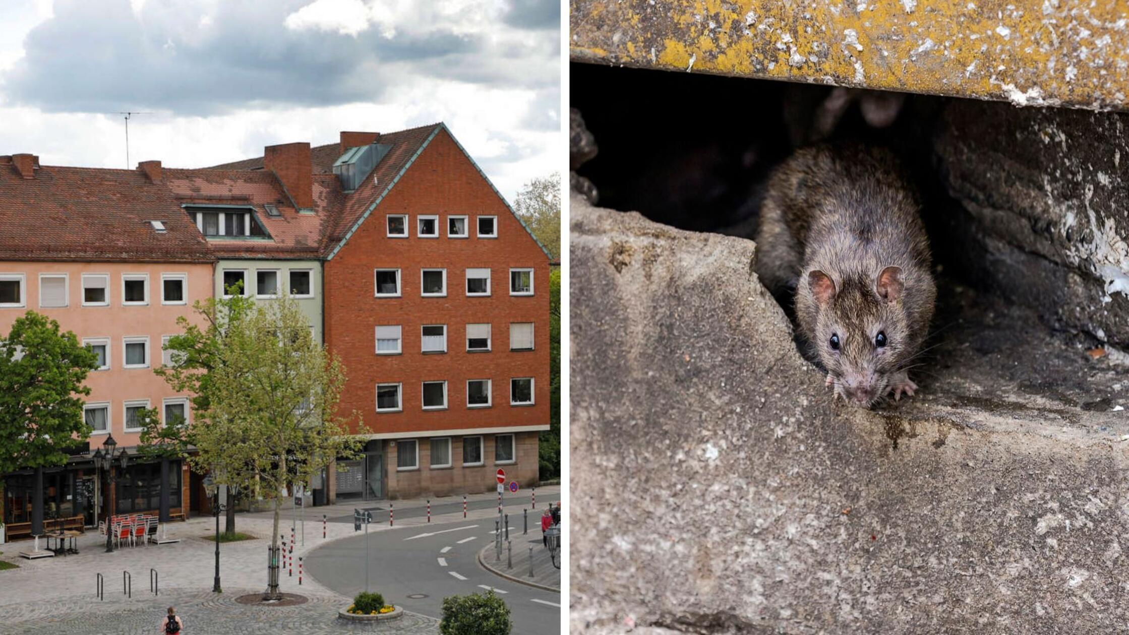 Rattenplage in Nürnberg? Laut Stadt tragen Tierfreunde zur Ausbreitung ...