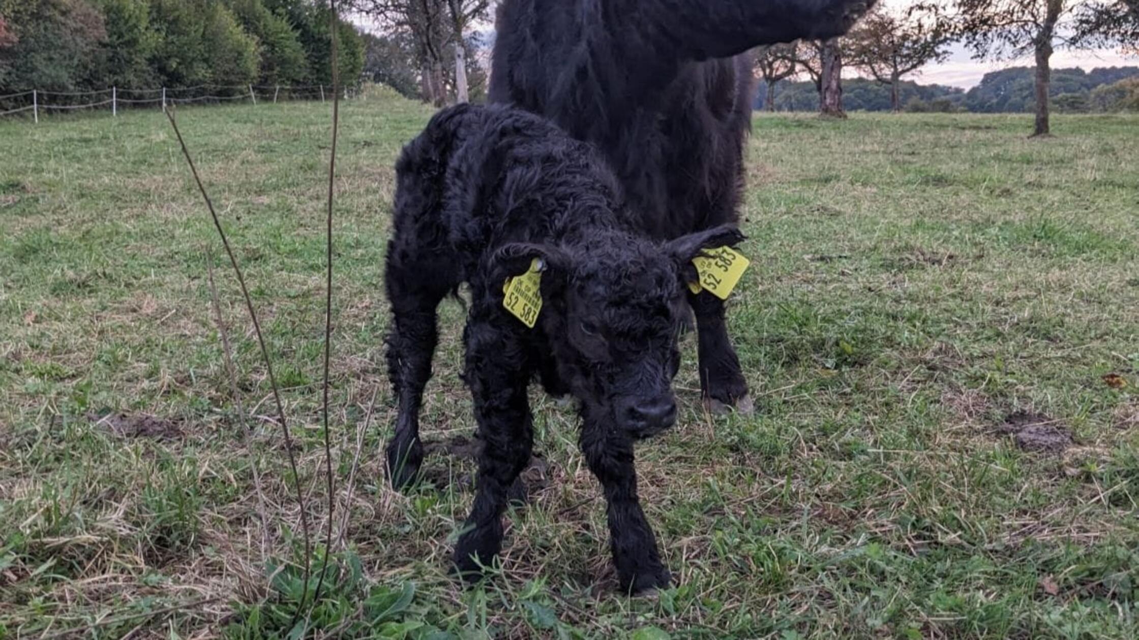Nach 24 Stunden Abenteuer: Vermisstes Kalb in der Fränkischen Schweiz ...