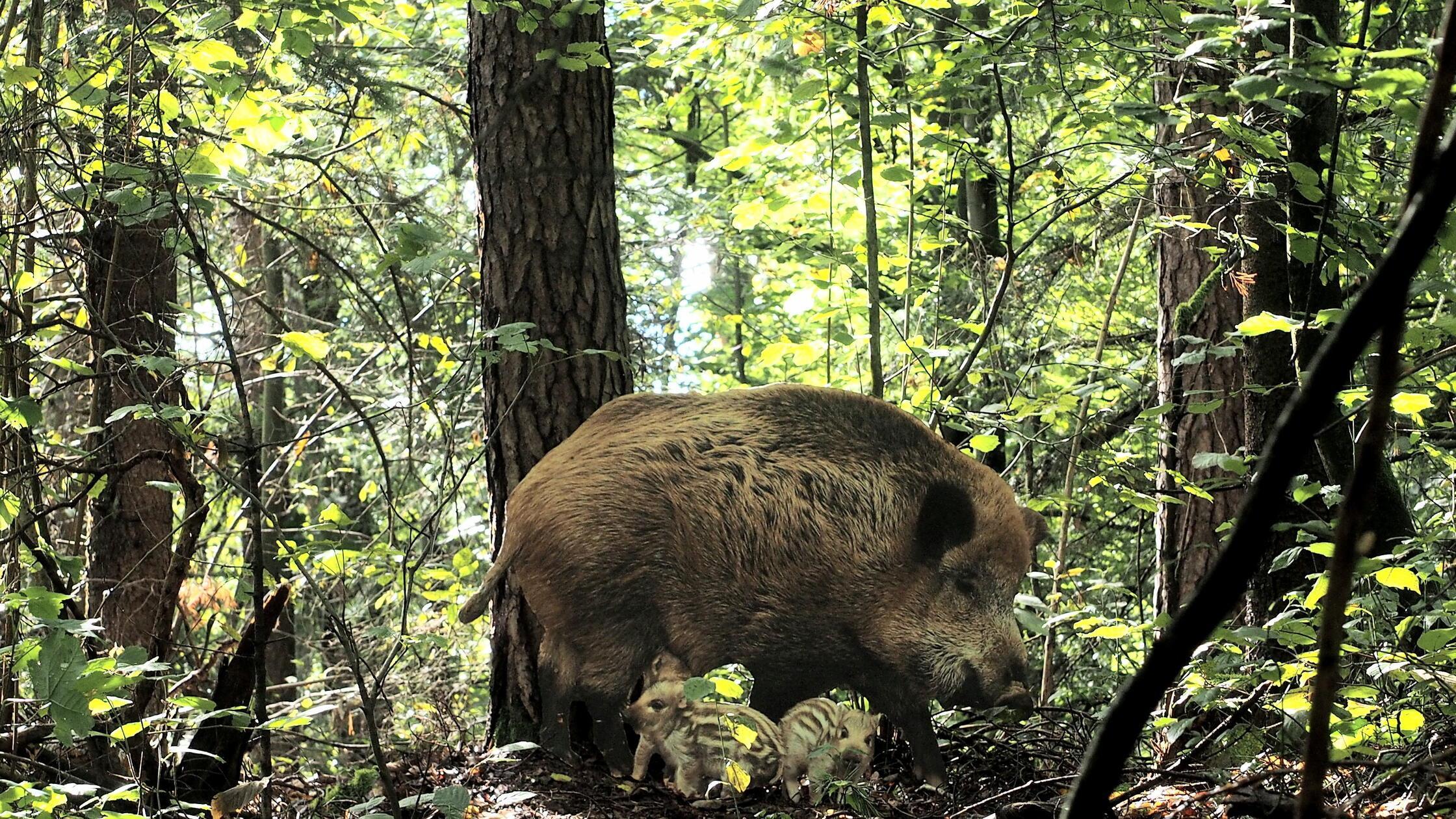 Die Wildsau wartet im Wald: Neuer Lehrpfad am Schloßberg eröffnet