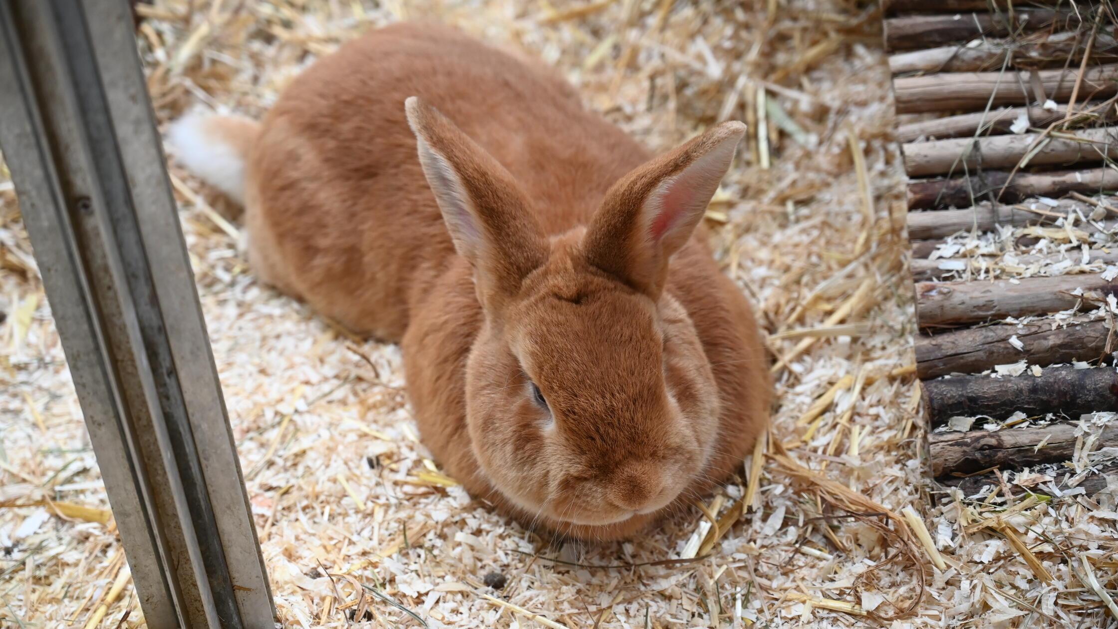 Diese Tiere aus dem Tierheim Roth suchen dringend ein neues Zuhause
