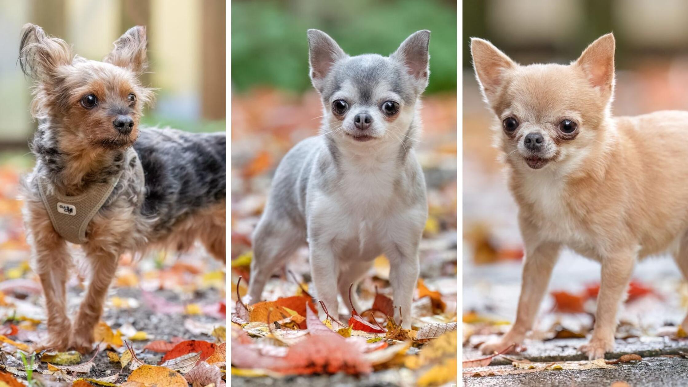 Weiãƒå Kleine Hunde