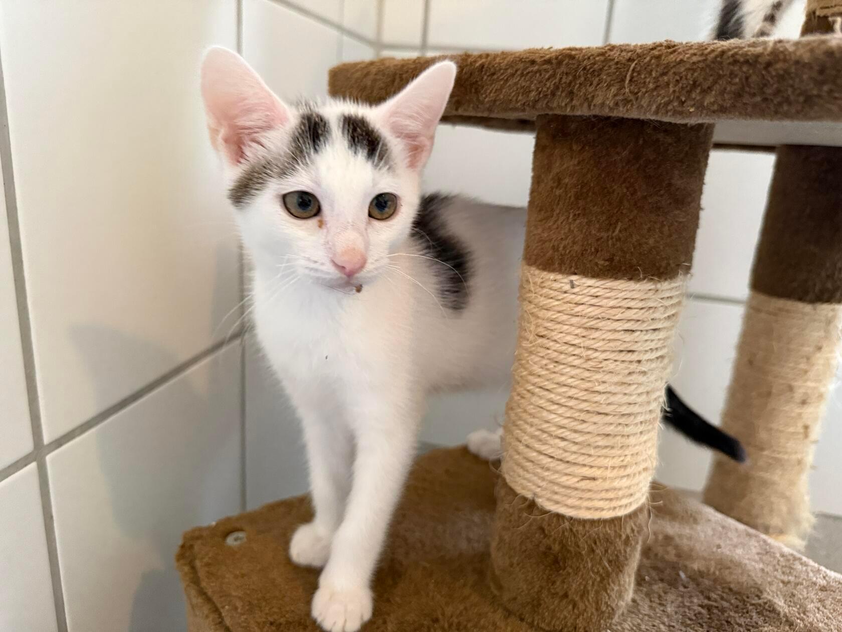Diese Tiere aus dem Tierheim Roth suchen dringend ein neues Zuhause