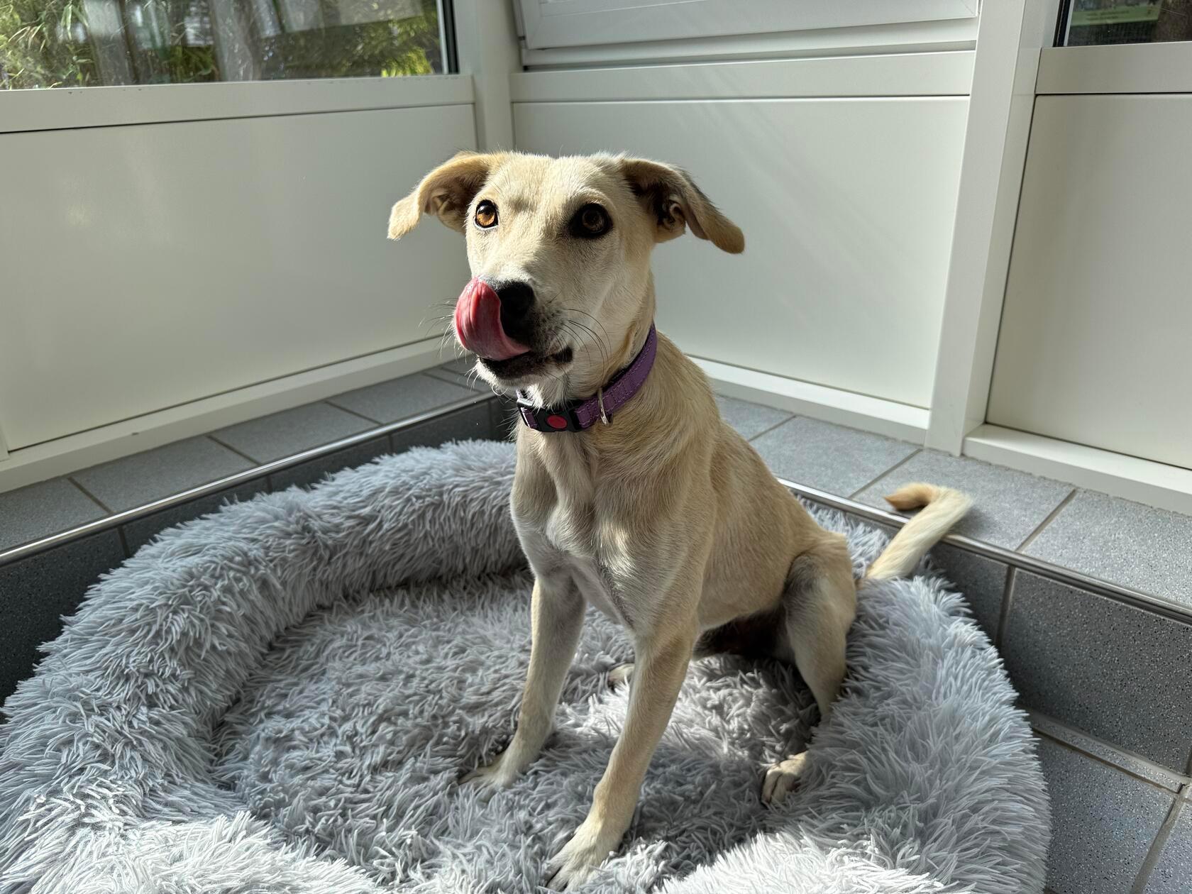 Diese Tiere aus dem Tierheim Roth suchen dringend ein neues Zuhause