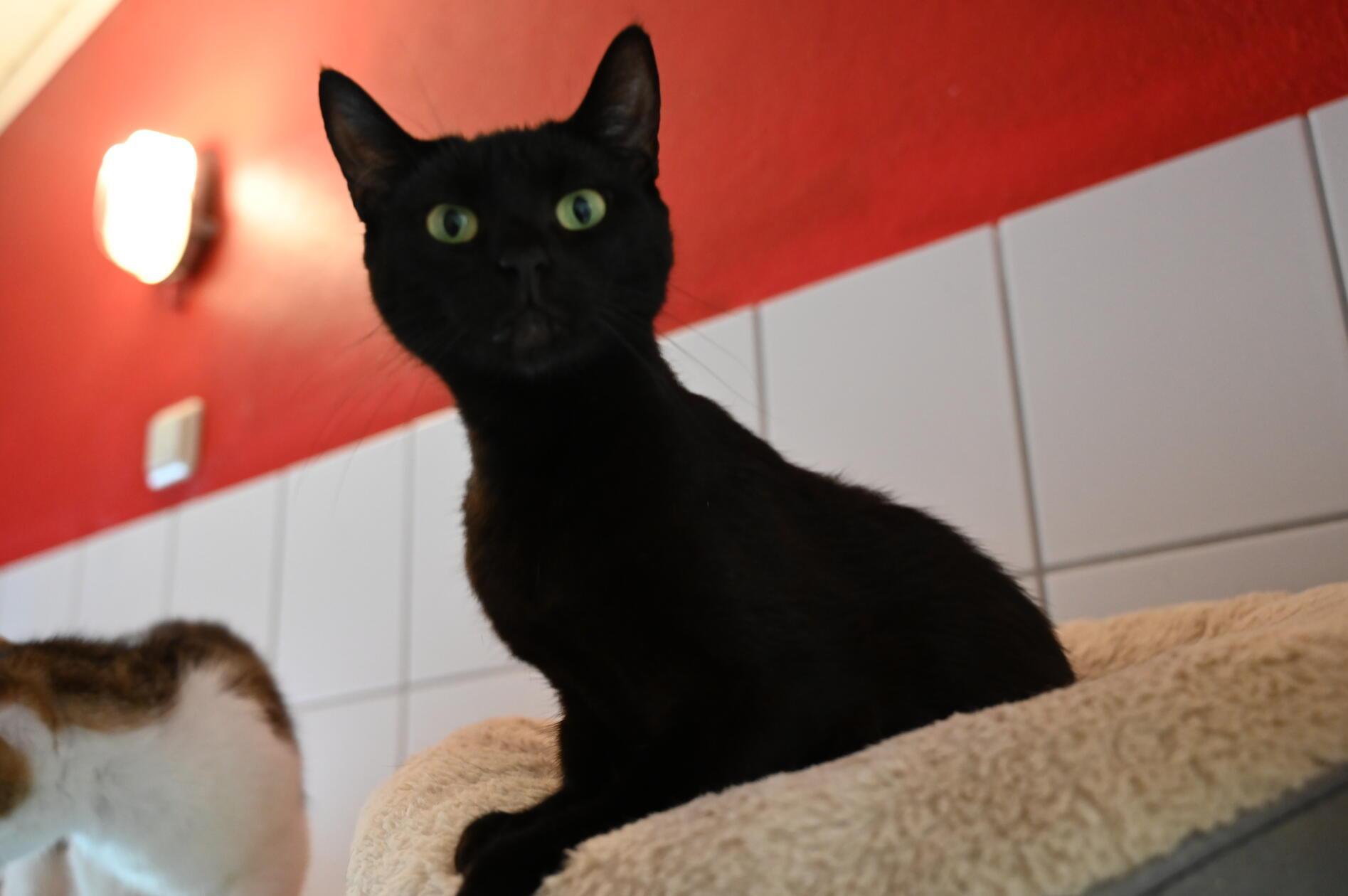 Diese Tiere aus dem Tierheim Roth suchen dringend ein neues Zuhause