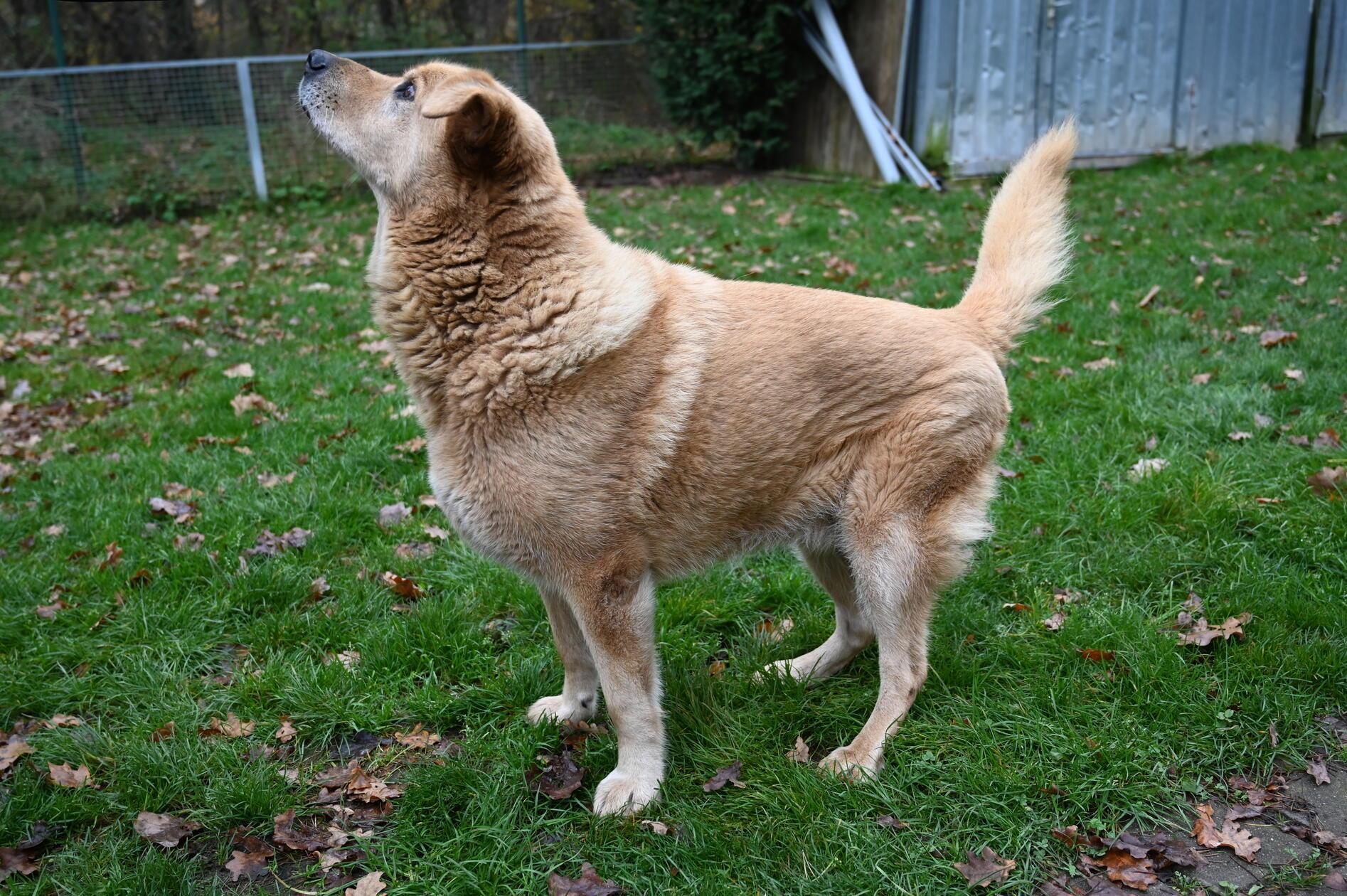 Diese Tiere aus dem Tierheim Roth suchen dringend ein neues Zuhause