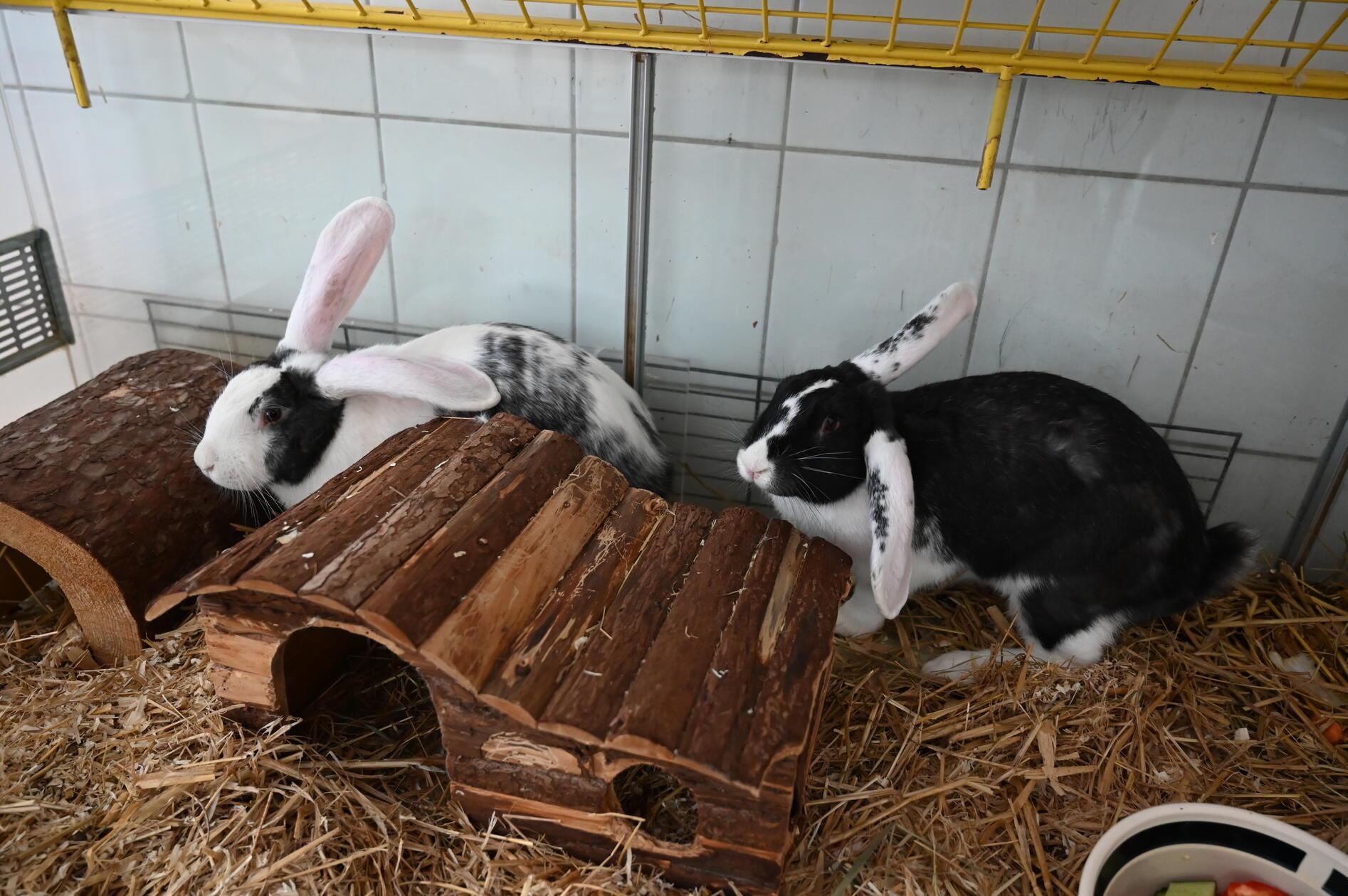 Diese Tiere aus dem Tierheim Roth suchen dringend ein neues Zuhause