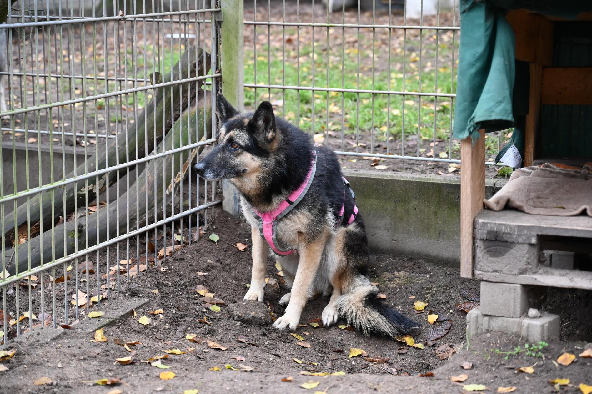 Diese Tiere aus dem Tierheim Roth suchen dringend ein neues Zuhause
