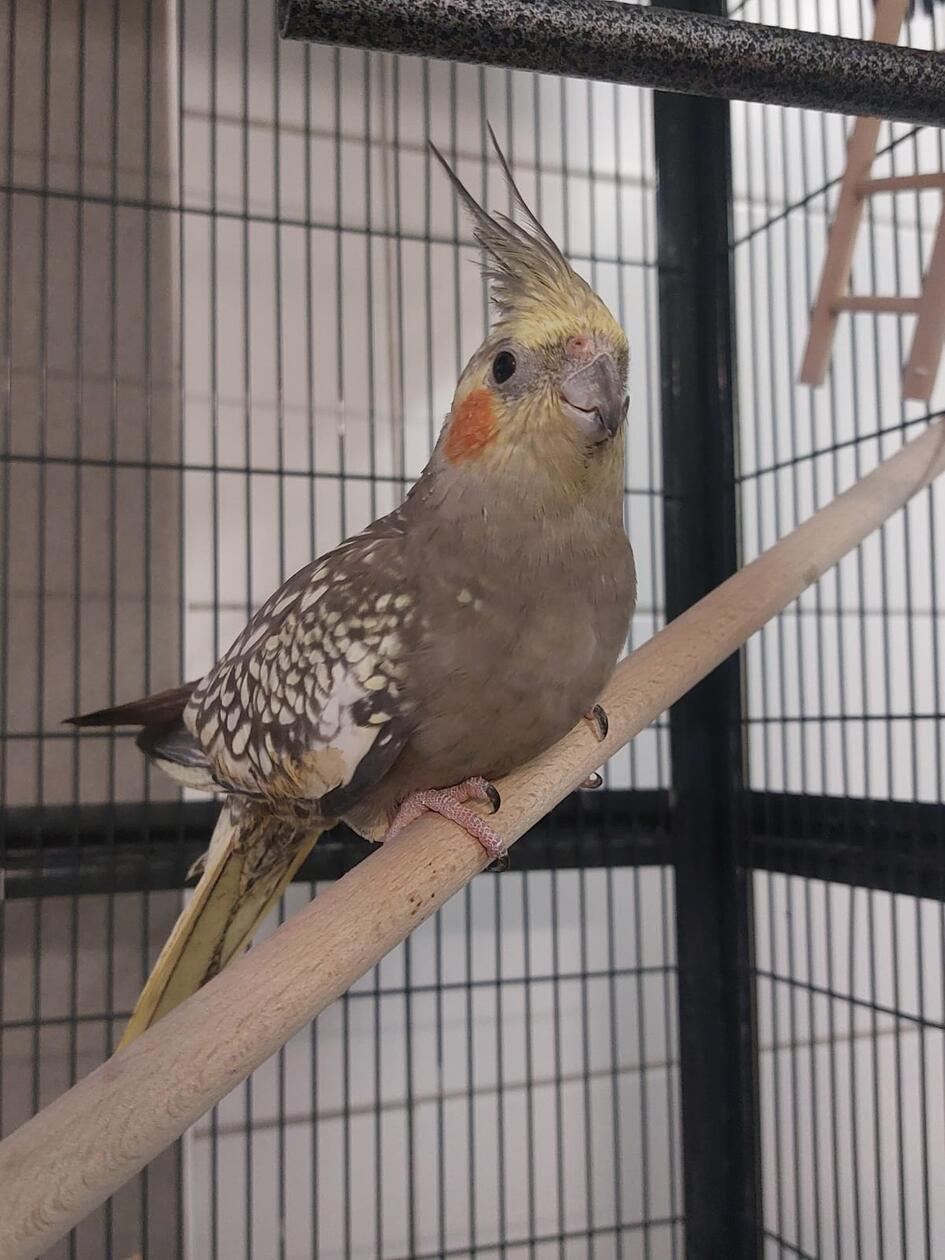 Diese Tiere aus dem Tierheim Roth suchen dringend ein neues Zuhause