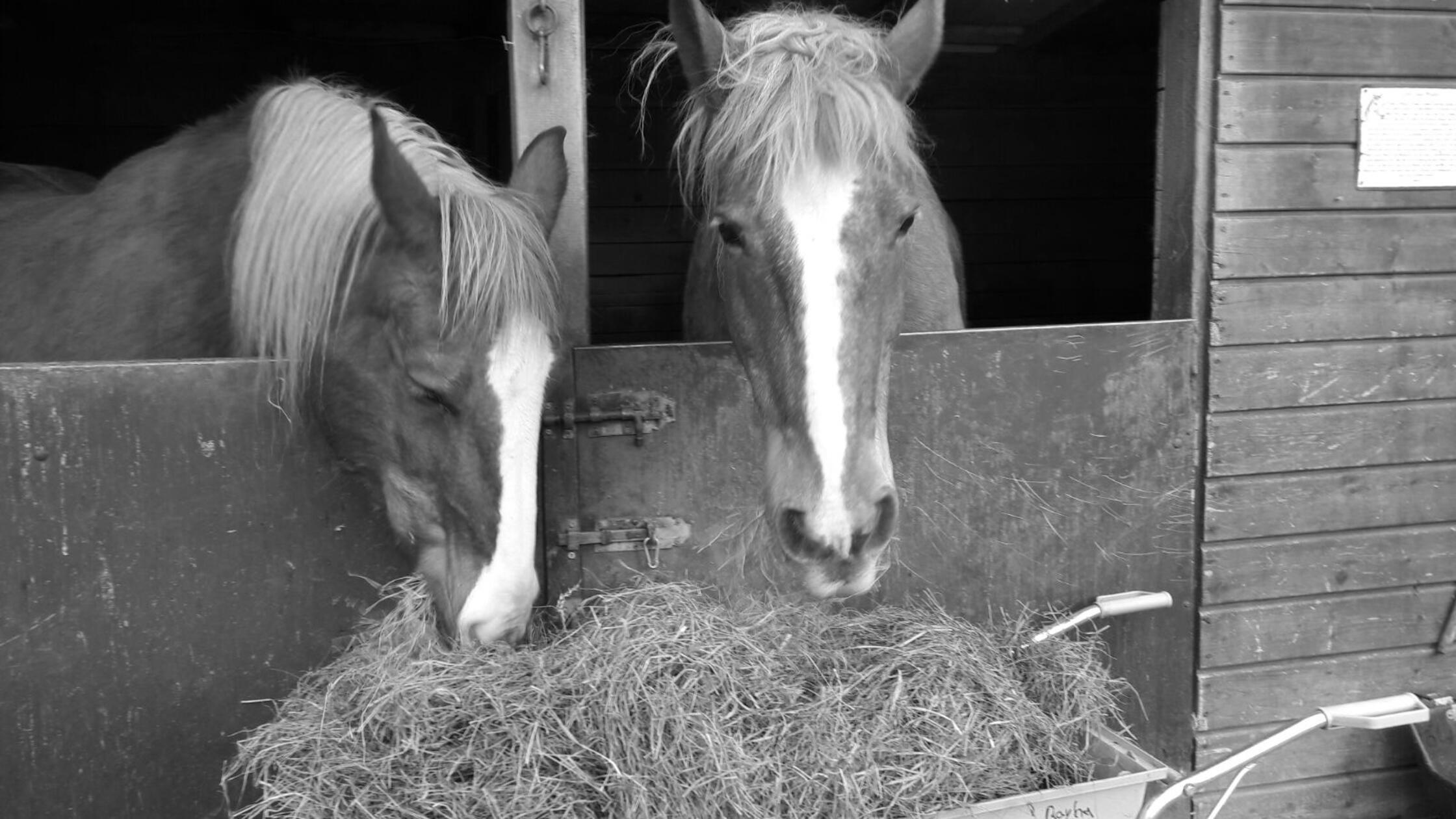 Trauer auf Gnadenhof Fränkische Schweiz bei Pegnitz: Pferd Zilly ...