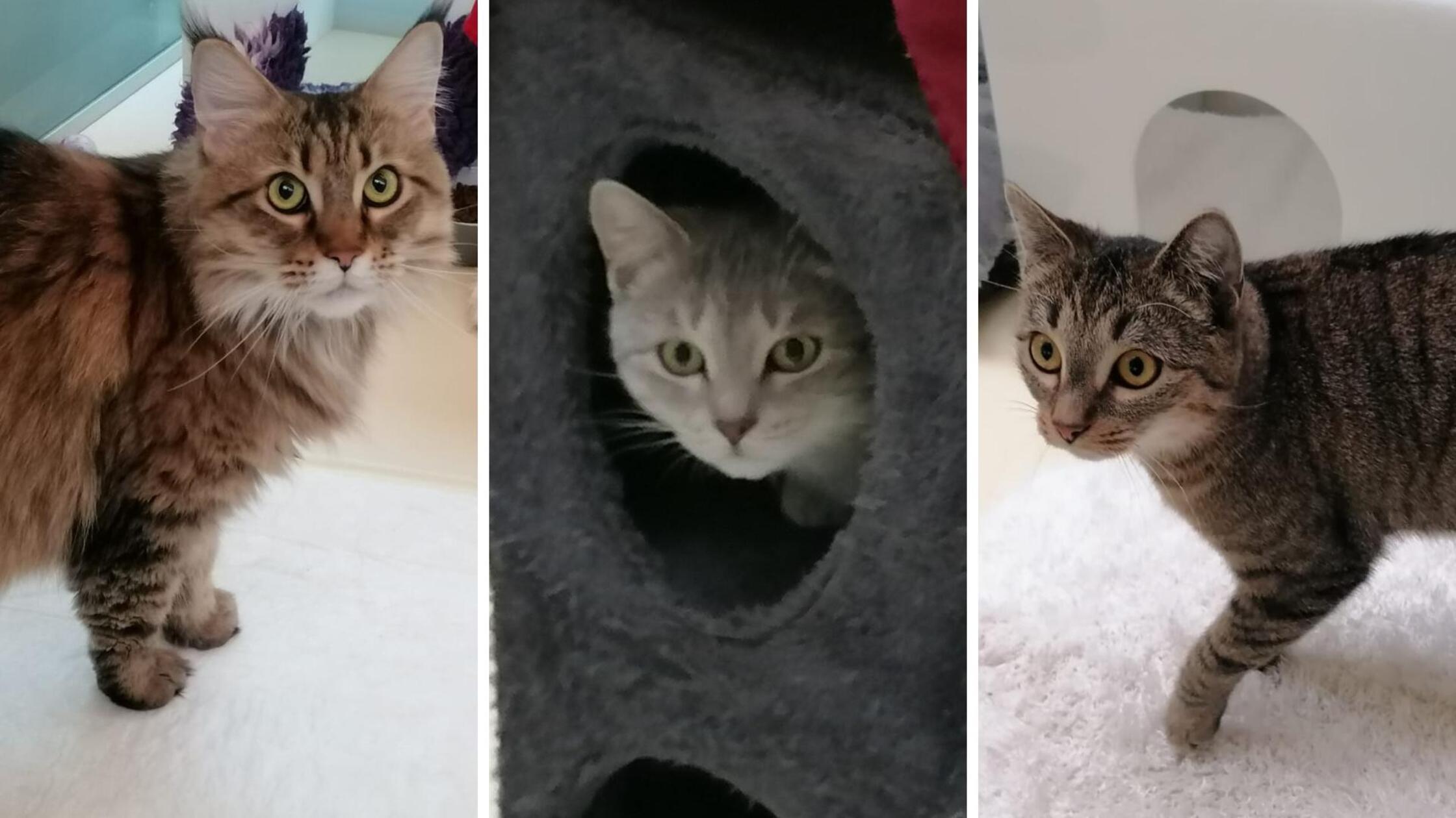 Miezen im Nürnberger Tierheim: Nala und Cooky gibt es nur im Doppelpack ...