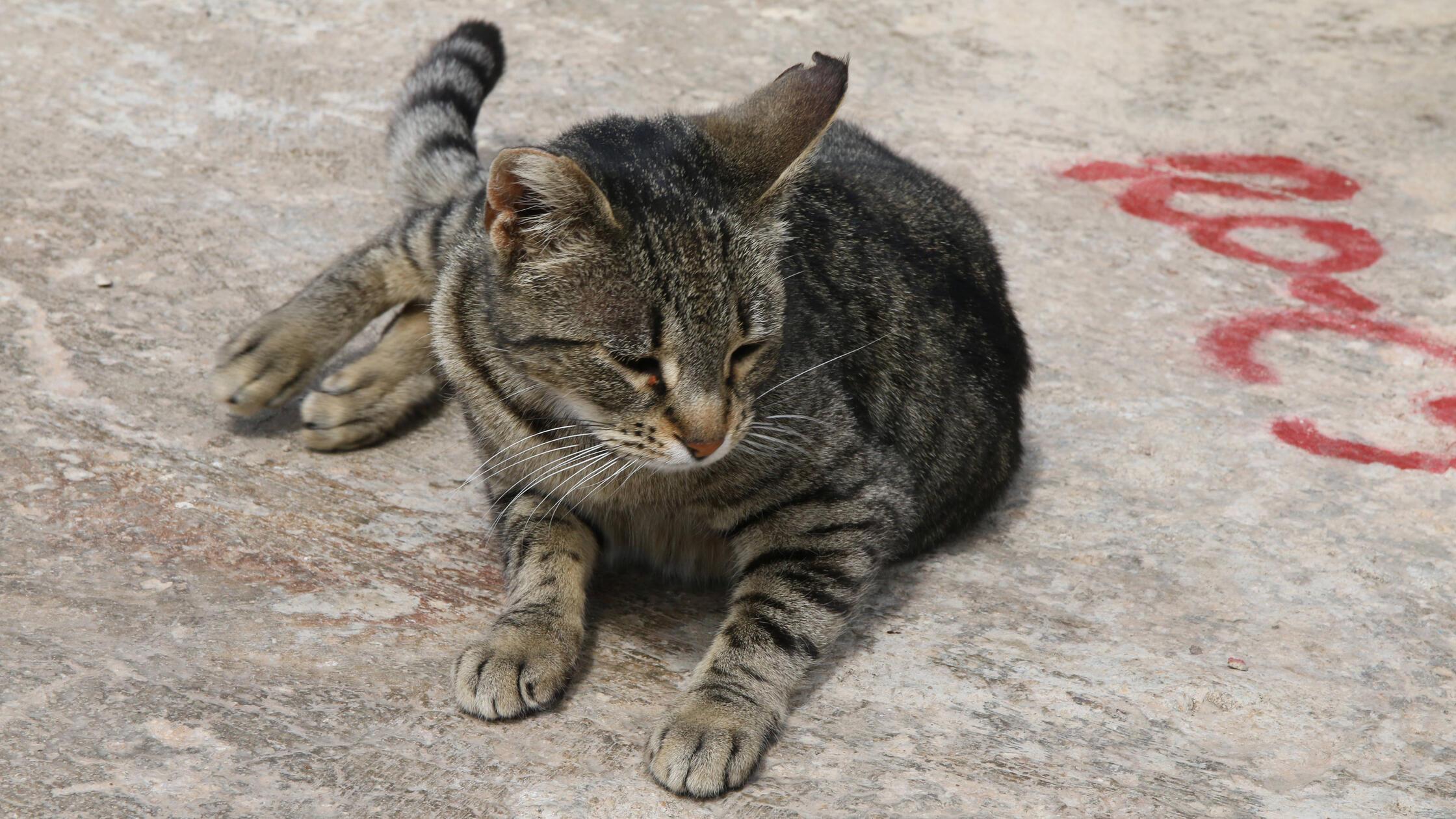 Nach Jahren auf der Straße: Café in Franken nimmt Kater auf - und teilt ...