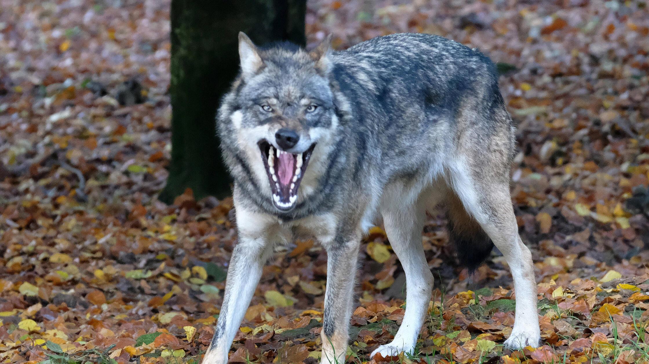 Über 20 Minuten lang - Wolf verfolgt zwei Frauen im Wald