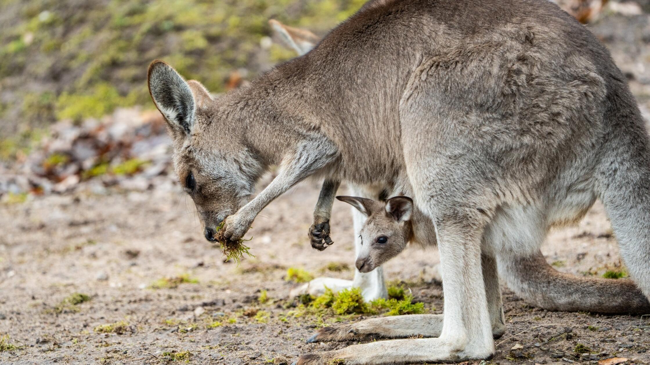 Na, wer spitzt denn da hervor: Putziger Nachwuchs im Nürnberger Tiergarten