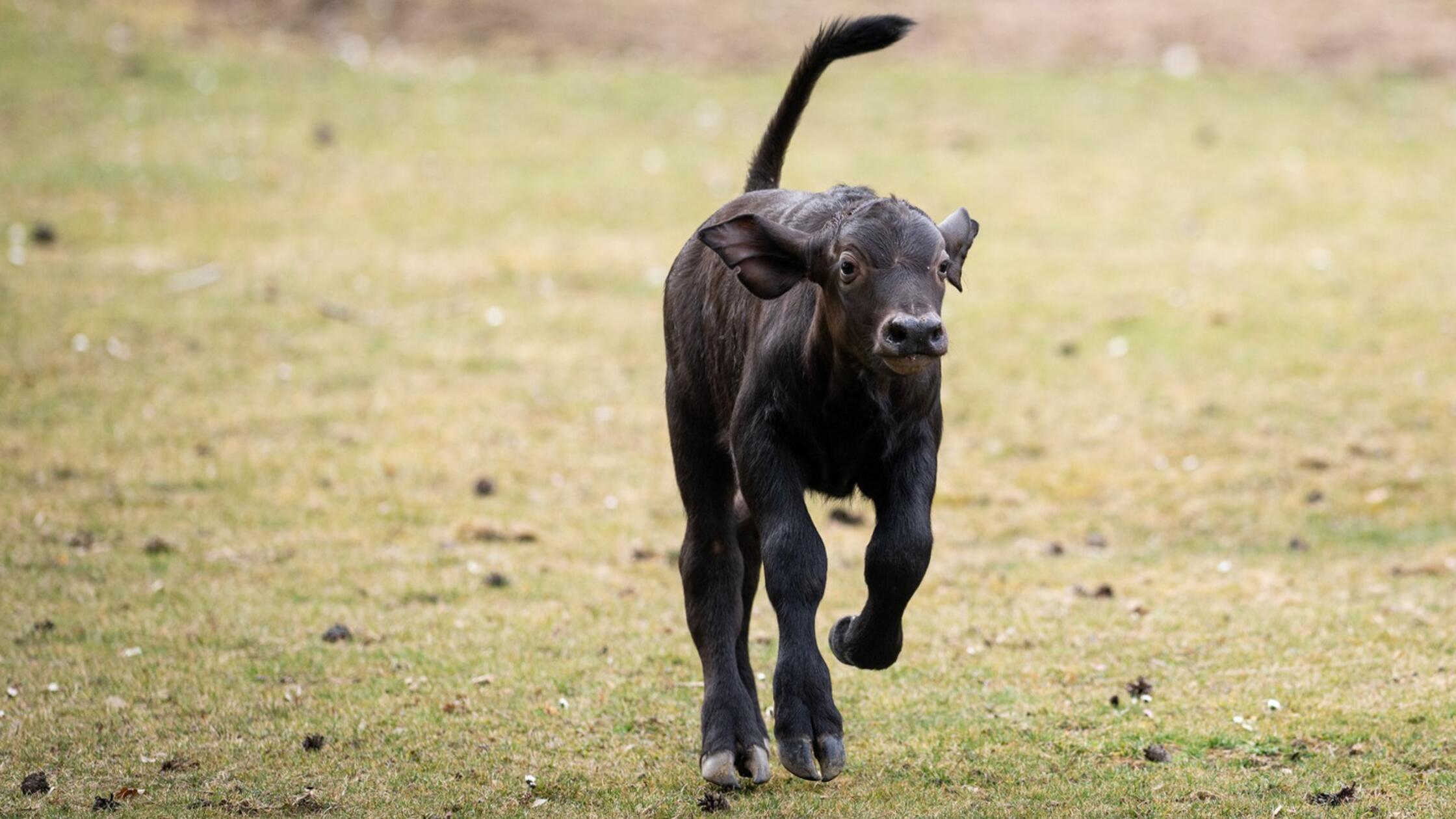 Hoppla, da bin ich: Süßer Nachwuchs tollt durch den Nürnberger Tiergarten