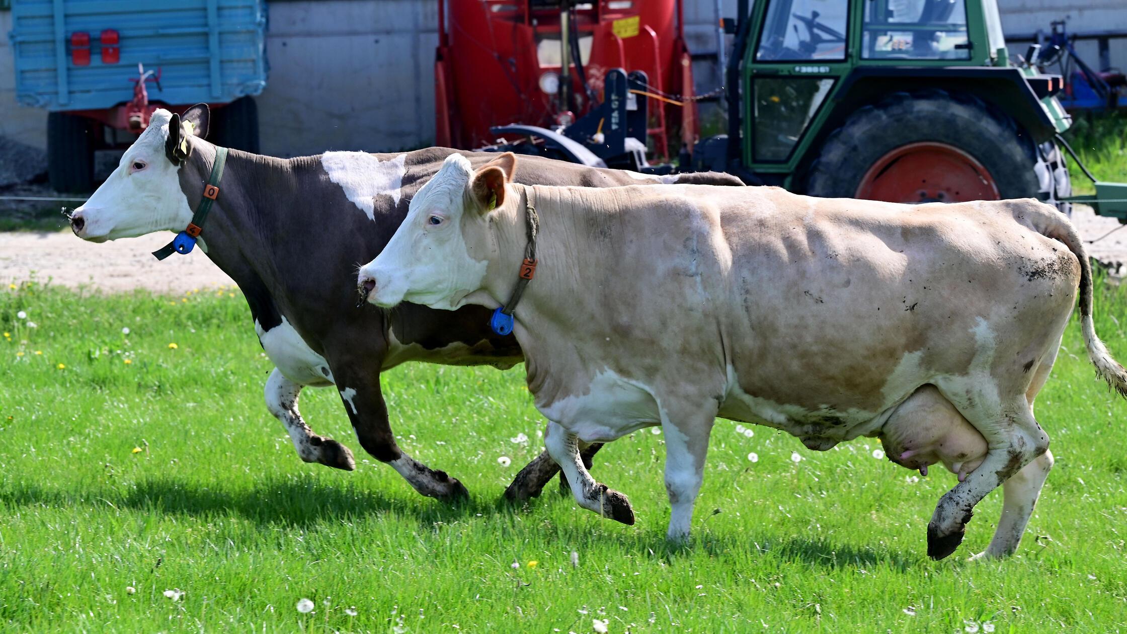 Weidepflicht: Auch für die Bio-Rinder im Landkreis Forchheim hat die ...